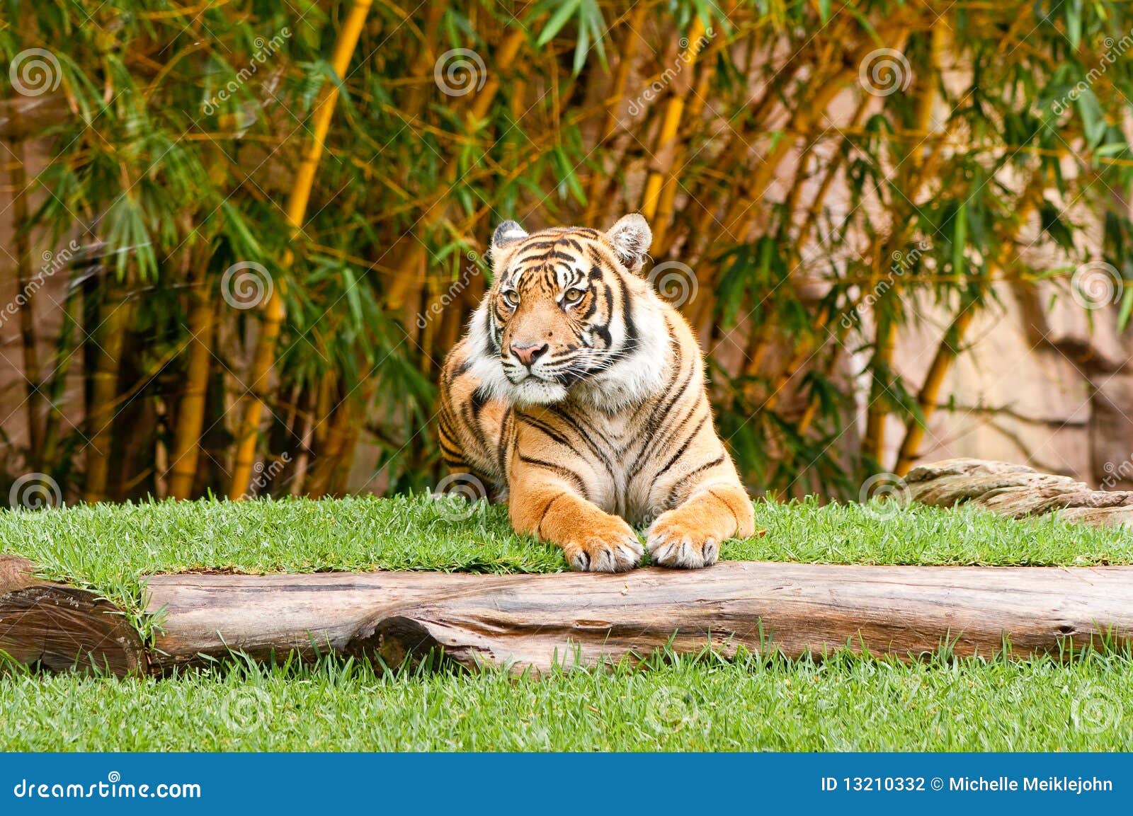 Tiger stock photo. Image of head, killer, face, deadly - 13210332