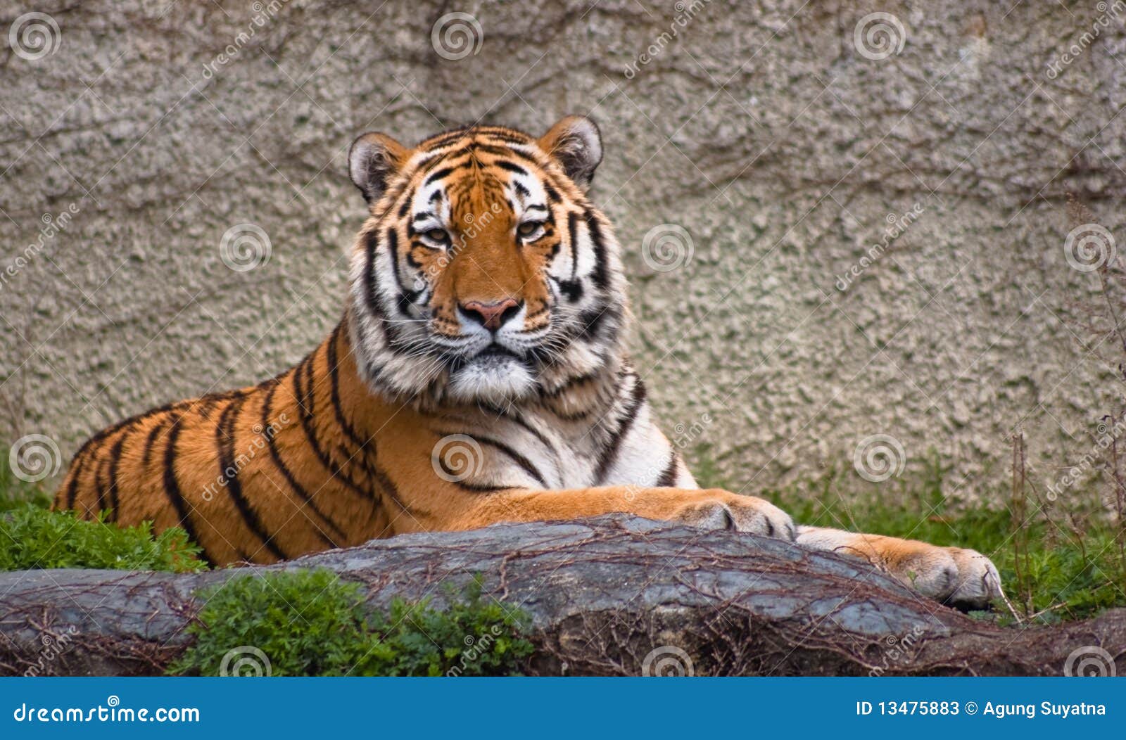 Tiger stock image. Image of wild, wildlife, nature, sitting - 13475883