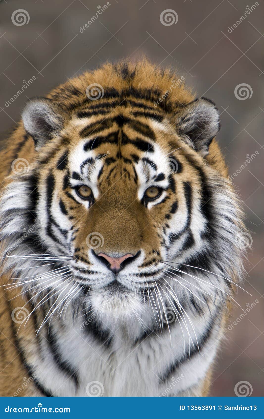 Tiger stock image. Image of wildlife, animal, undomesticated - 13563891