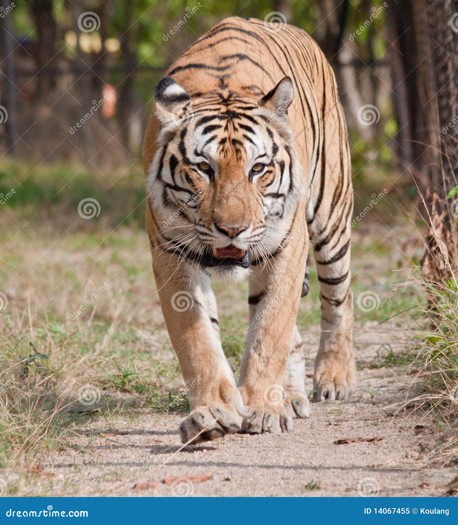 Tiger stock image. Image of animal, panthera, portrait - 14067455