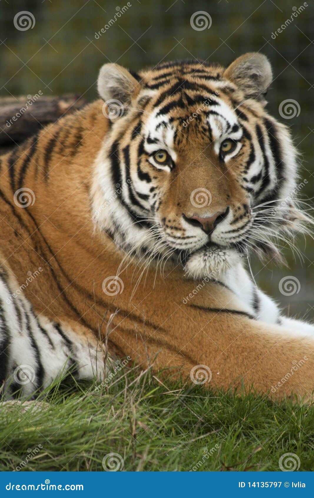 Tiger stock image. Image of heritage, england, kent, wildlife - 14135797