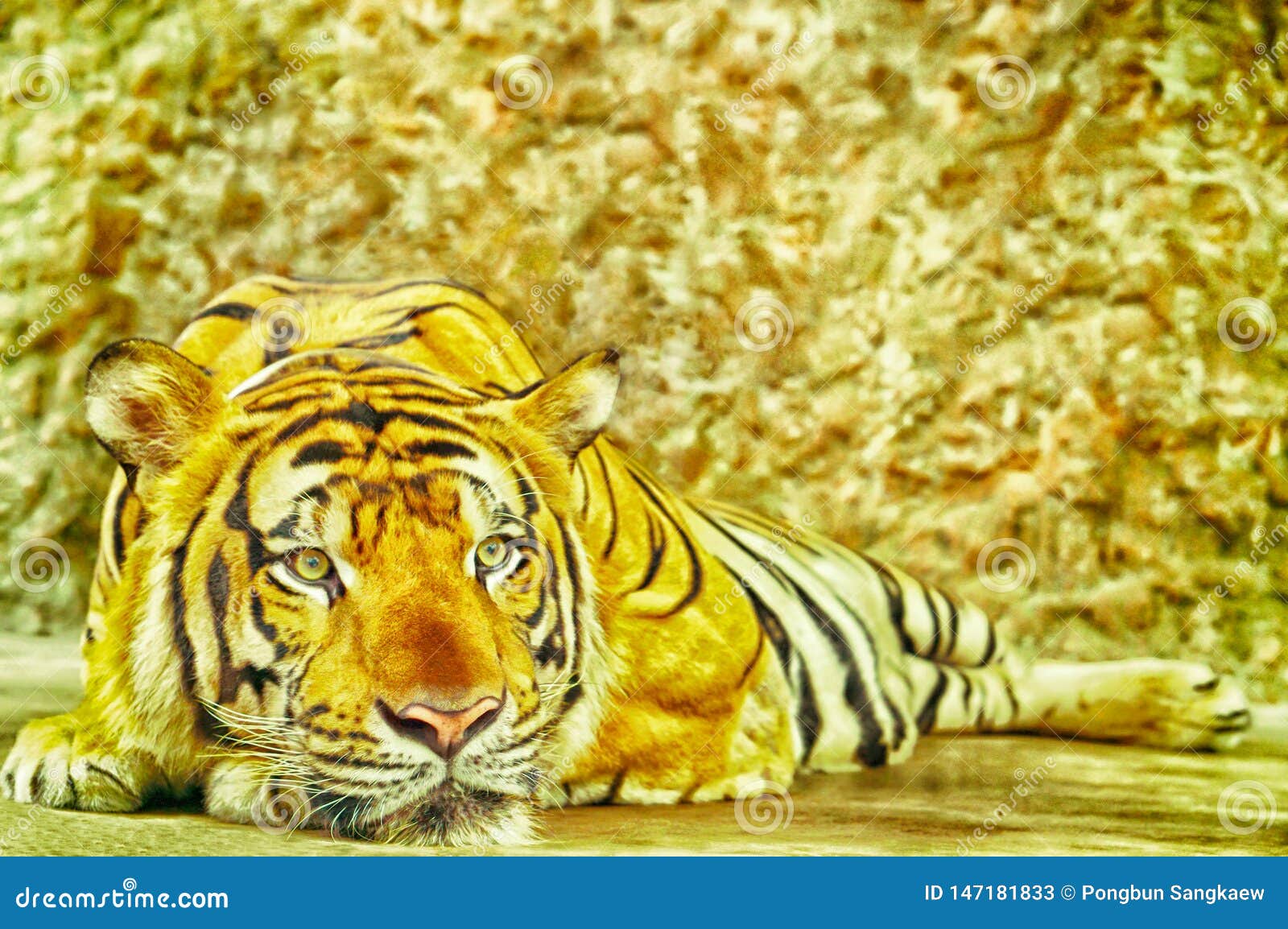Tiger Laying Down on the Floor Looking Something Stock Image - Image of ...
