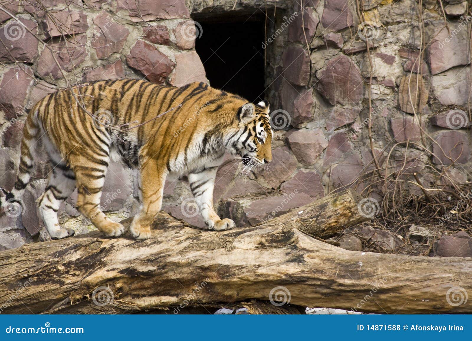 Tiger stock photo. Image of predator, fauna, moscow, wildlife - 14871588