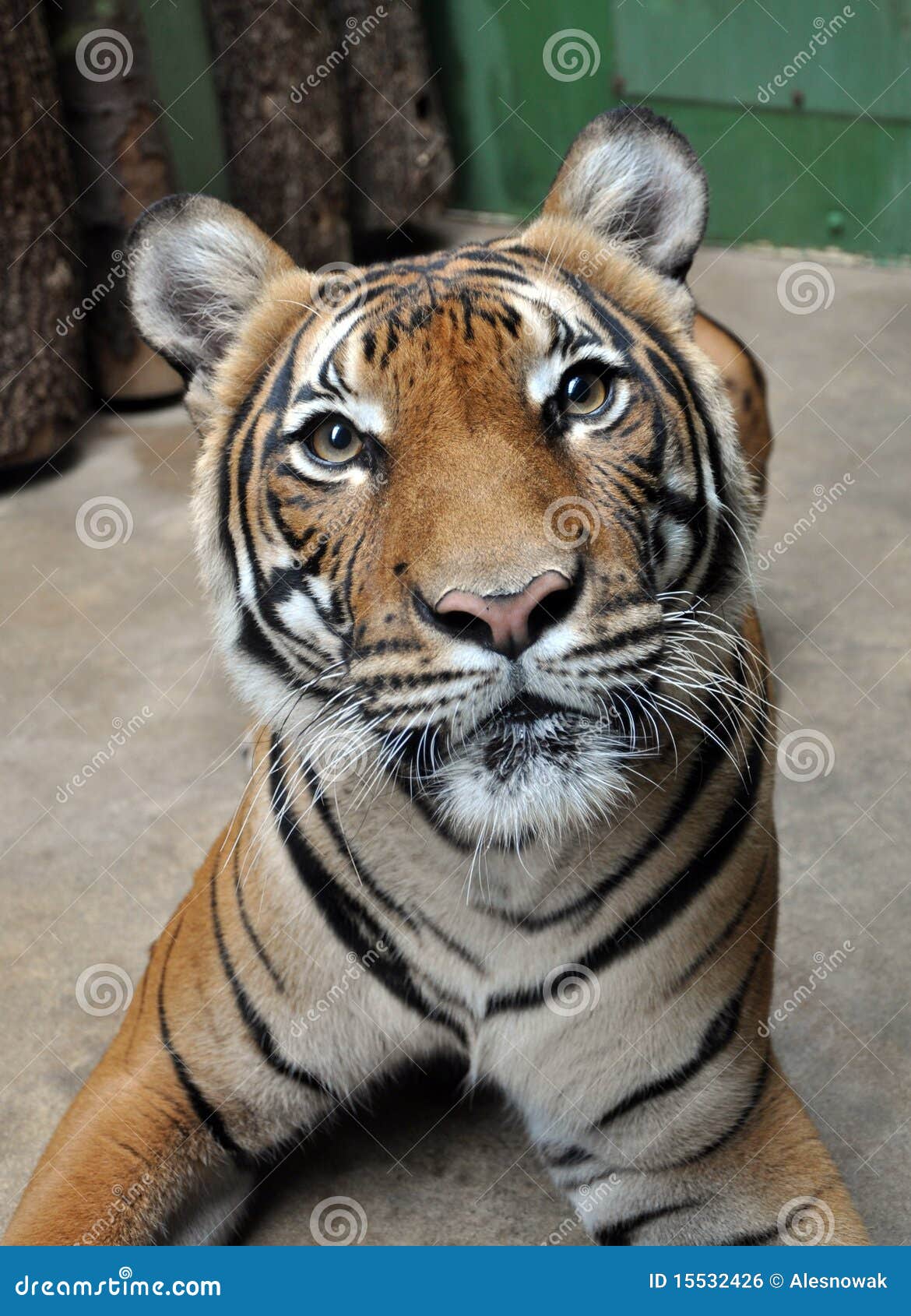 Tiger stock photo. Image of close, adorable, polite, nicy - 15532426