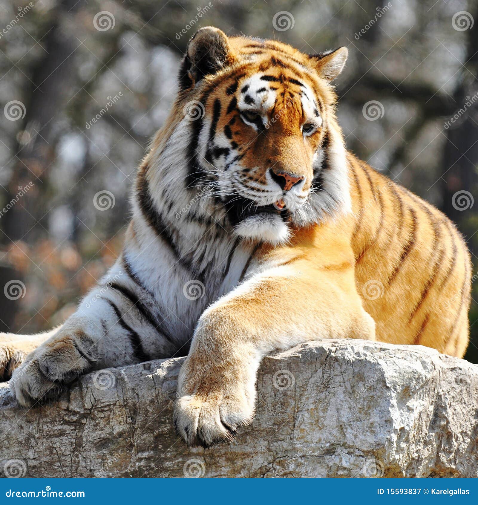 Tiger stock image. Image of amur, beauty, rock, hunter - 15593837
