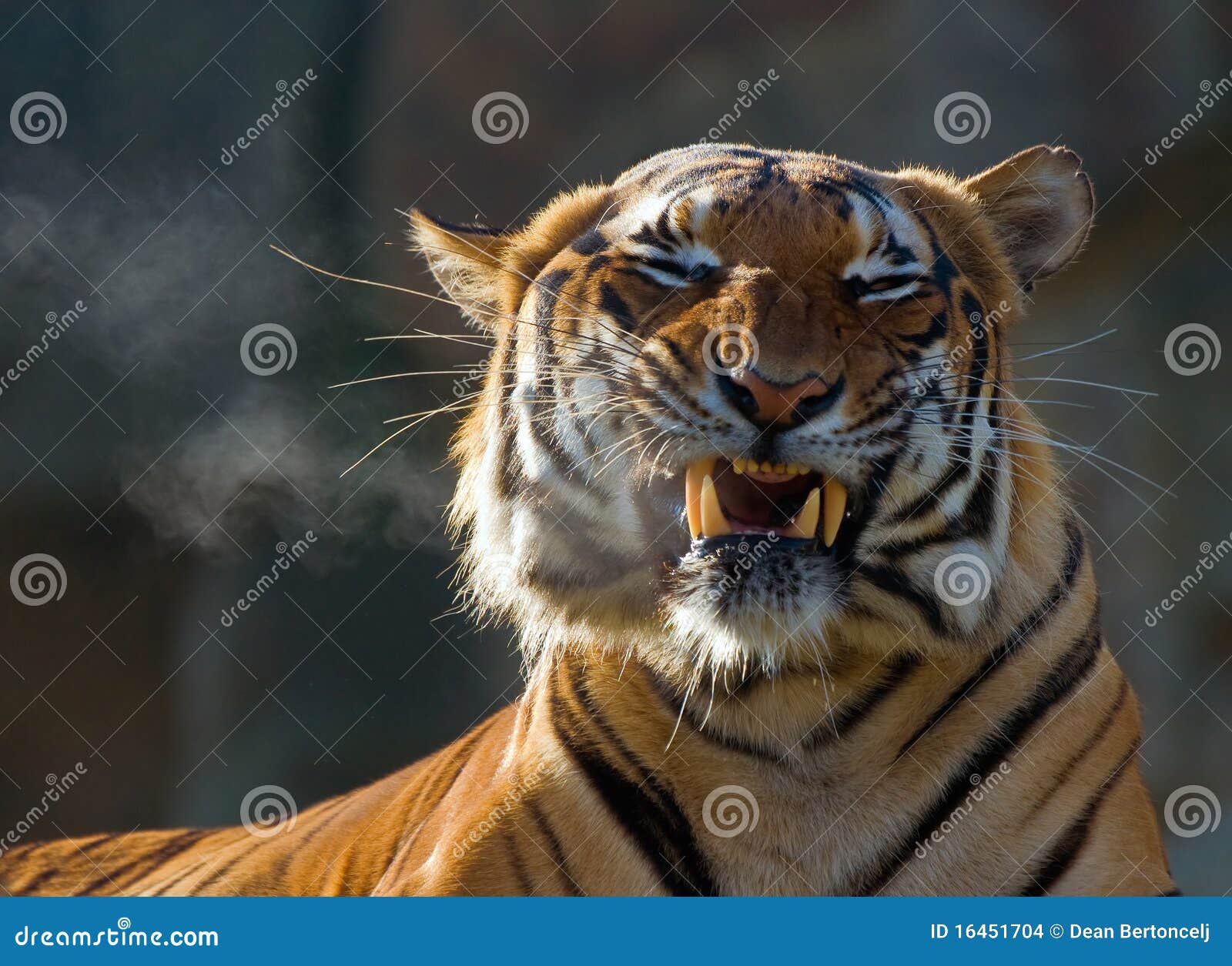 Tiger stock photo. Image of smoke, wildlife, breath, tiger - 16451704