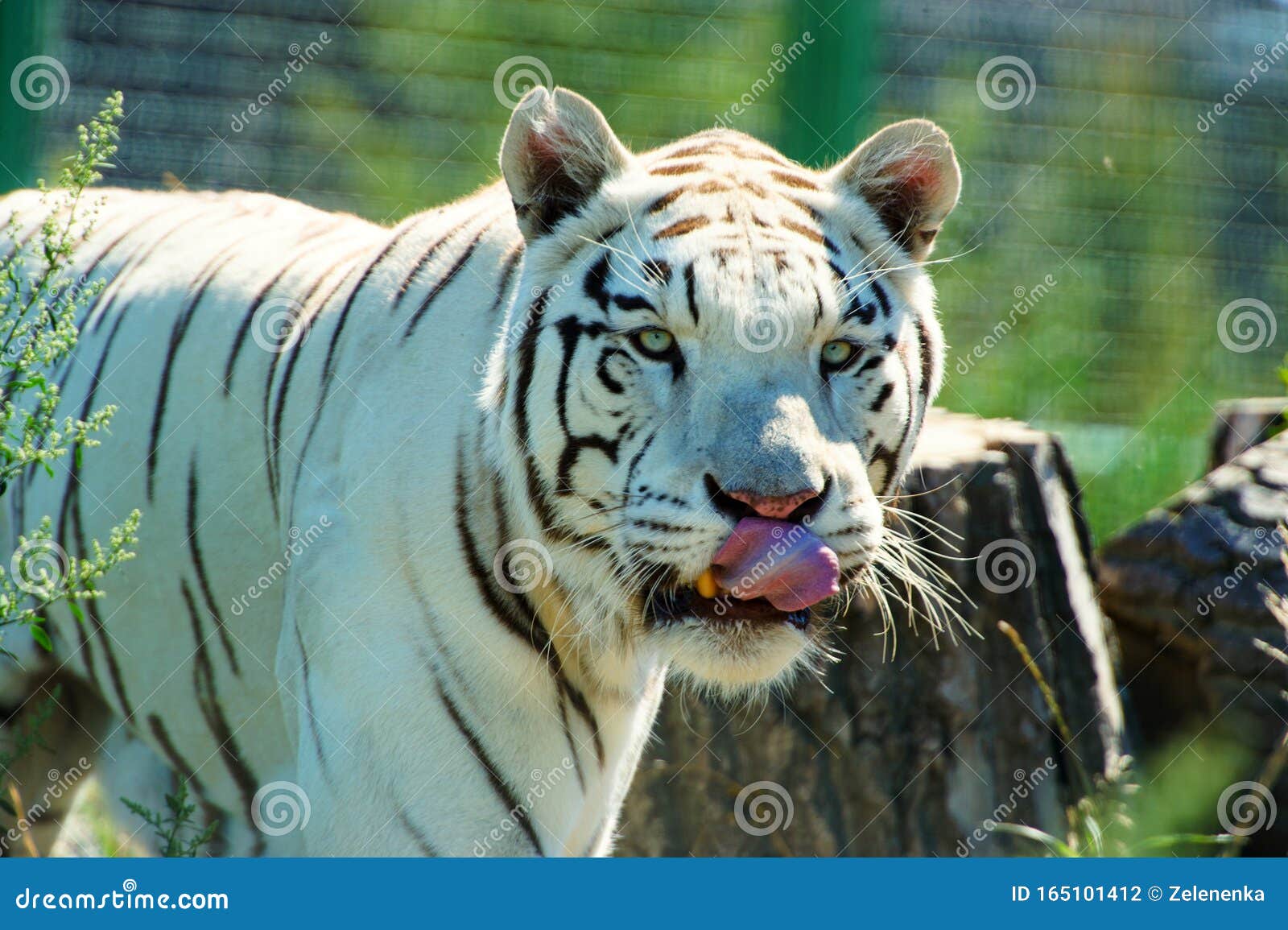 Tiger stock photo. Image of jungle, beast, animal, aggressive - 165101412