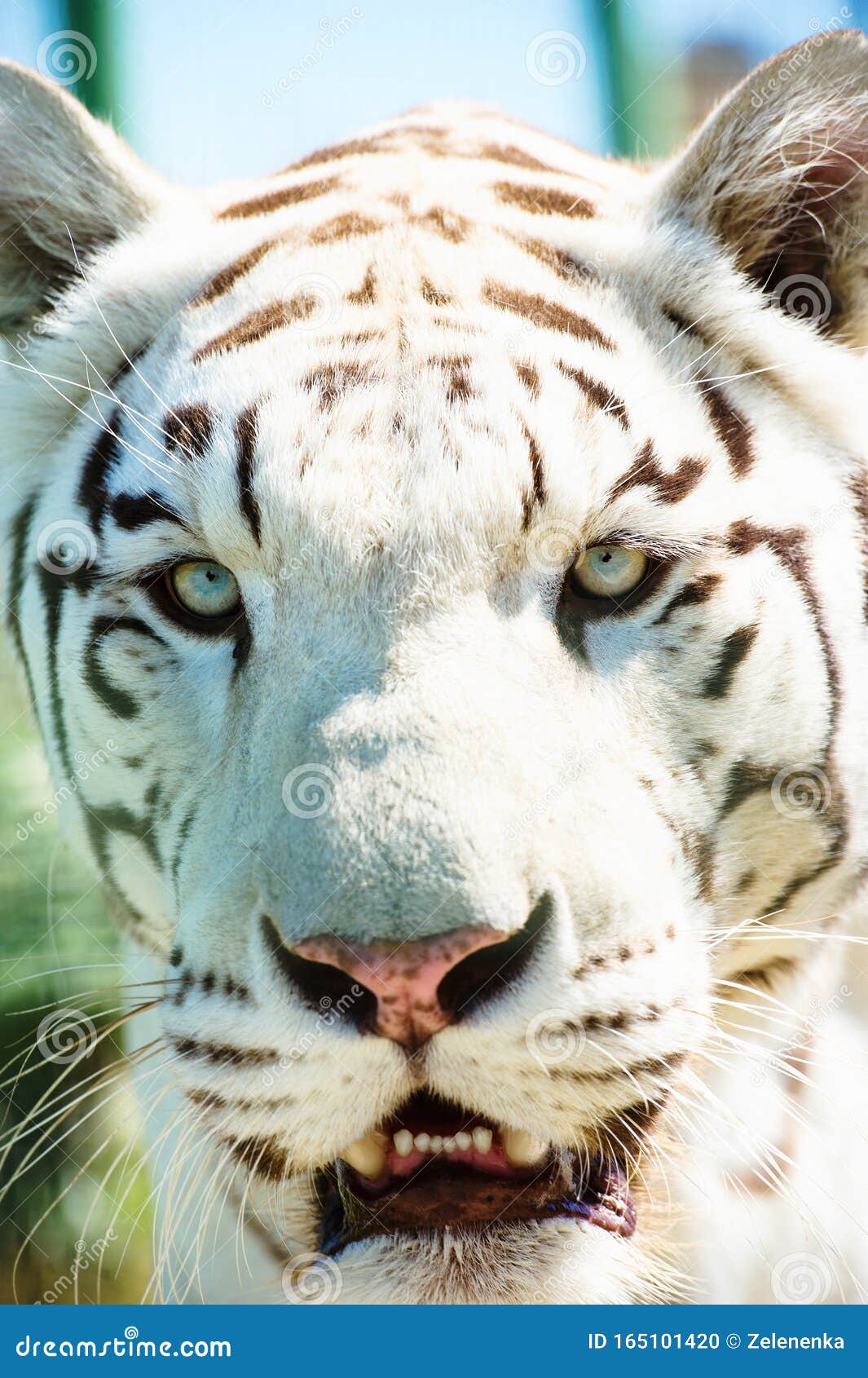 Tiger stock photo. Image of asia, aggression, jungle - 165101420