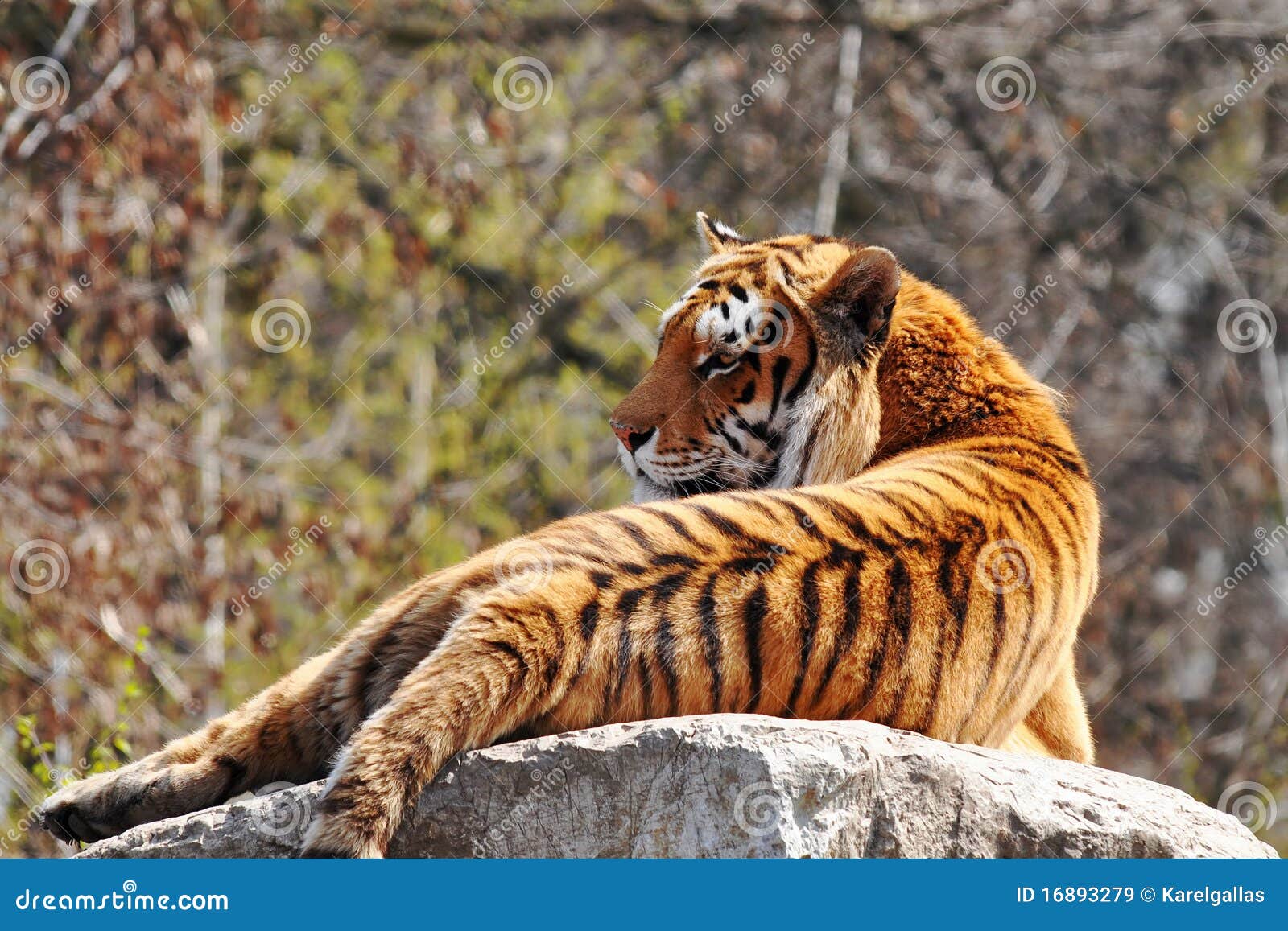 Tiger stock image. Image of predator, relaxing, hunter - 16893279