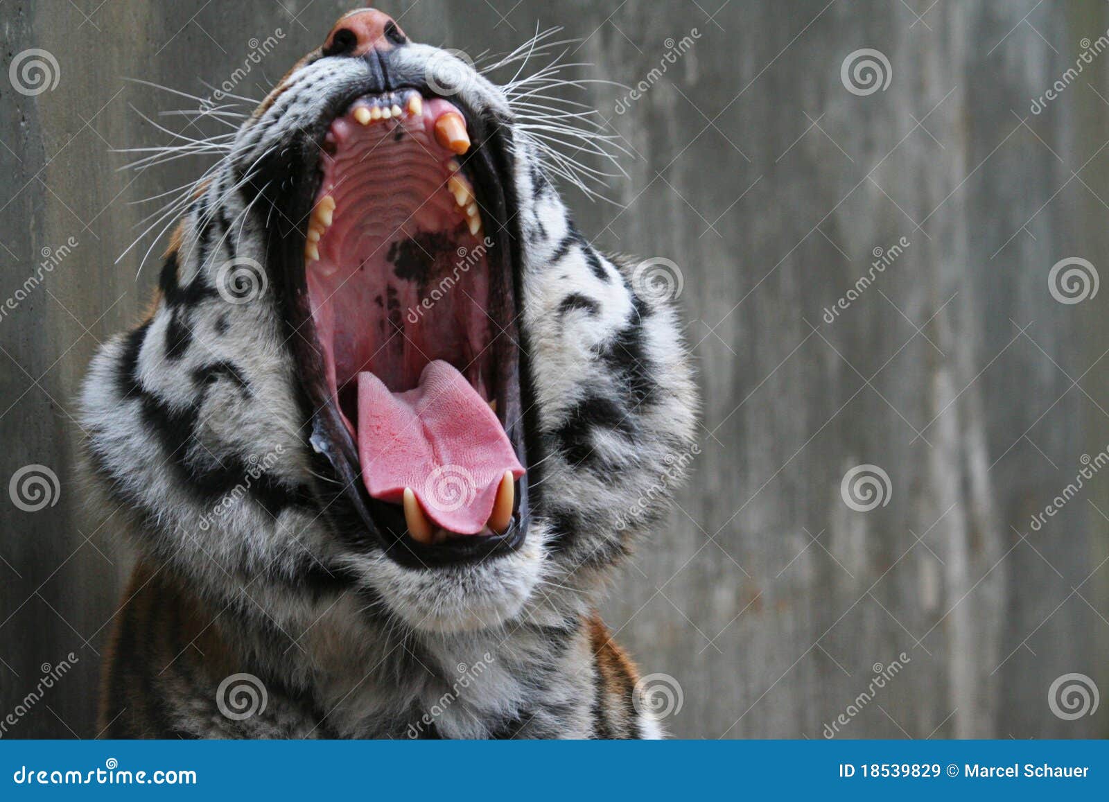 Tiger stock image. Image of closeup, nose, face, fierce - 18539829