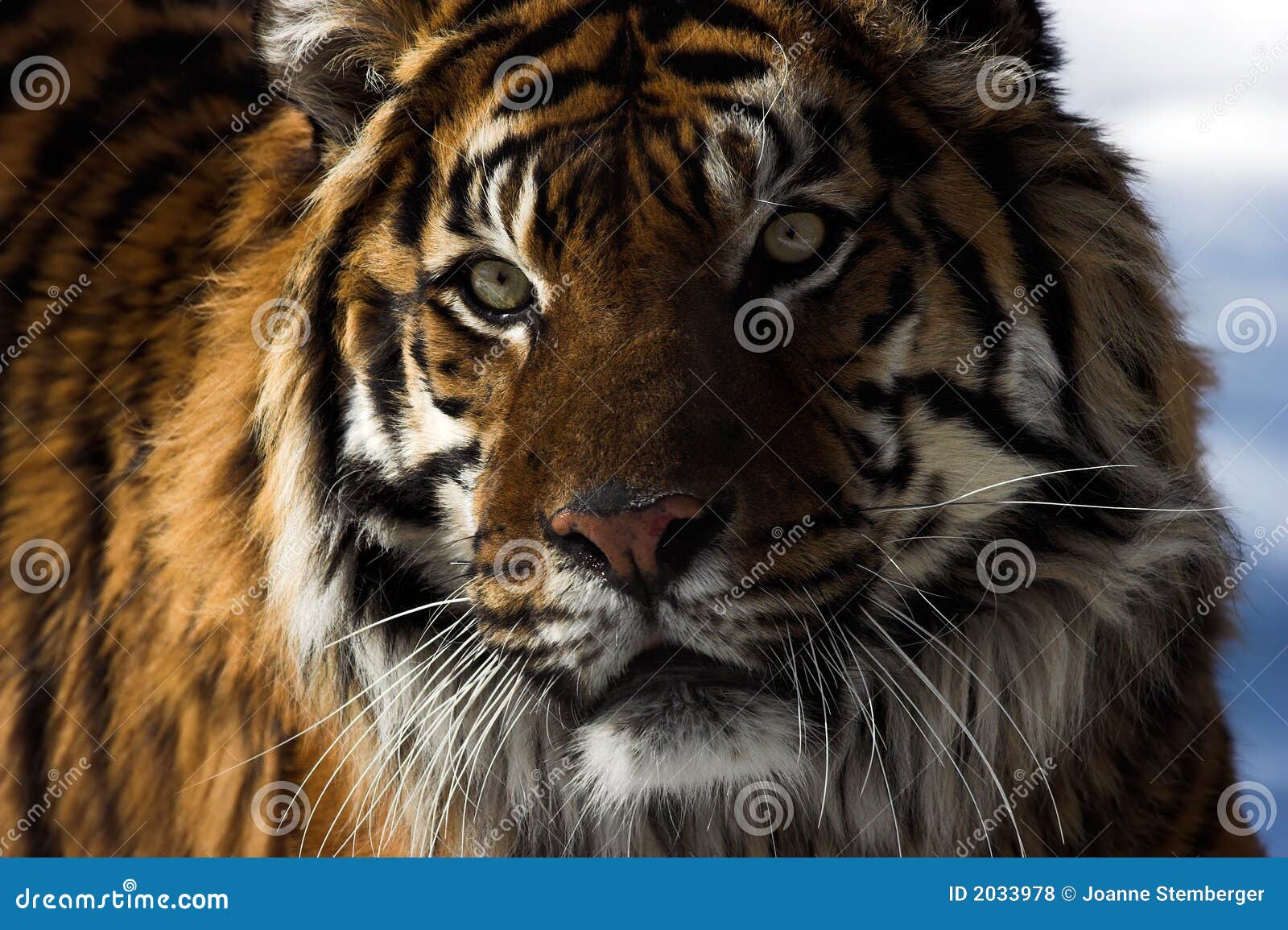 Tiger stock photo. Image of mammal, carnivore, white, beast - 2033978