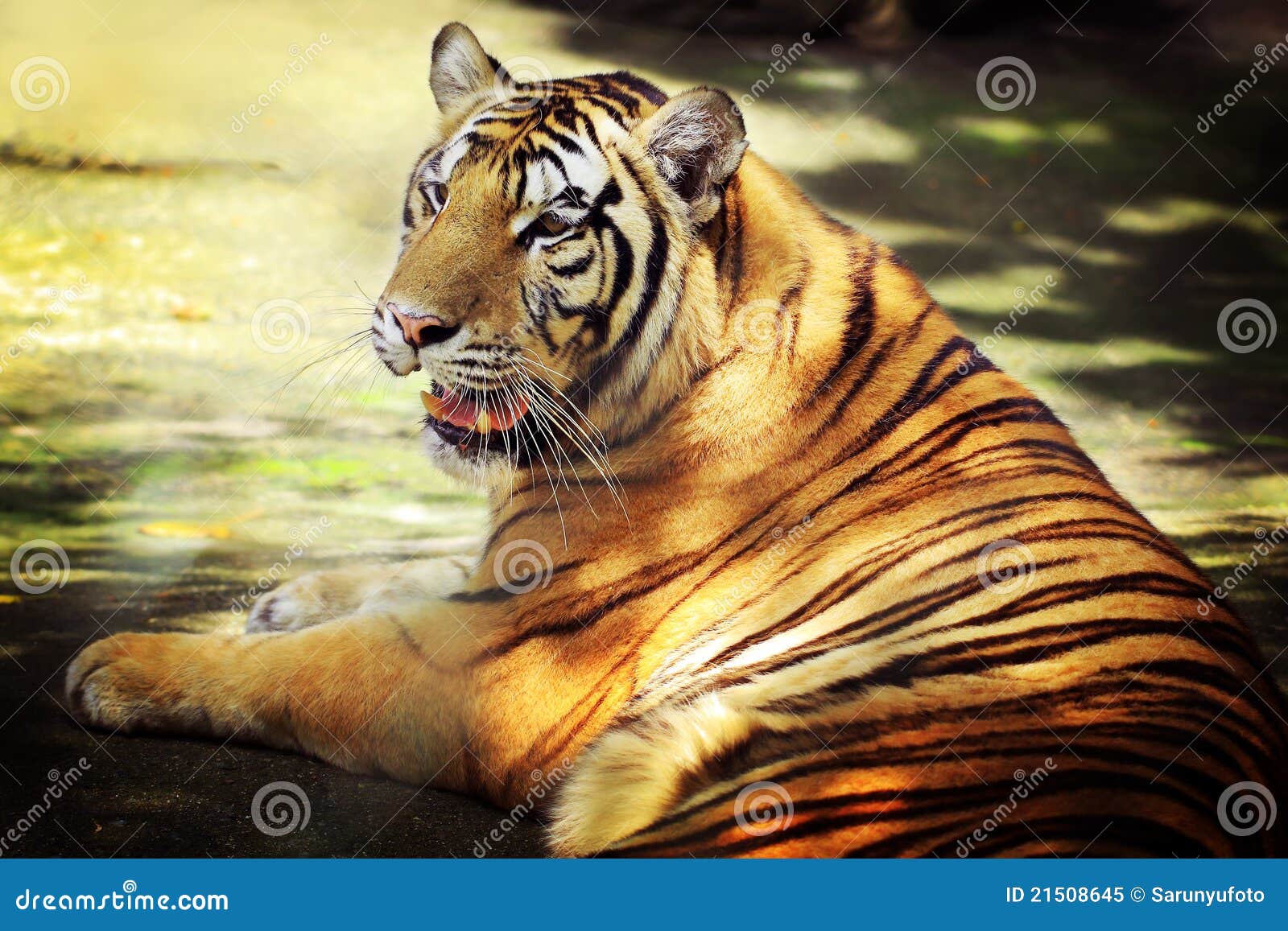 Tiger stock image. Image of disappearing, predatory, danger - 21508645
