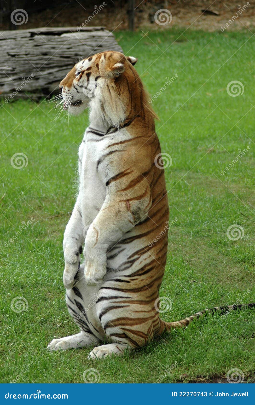 Tiger. stock image. Image of siberian, cute, wild, tail - 22270743