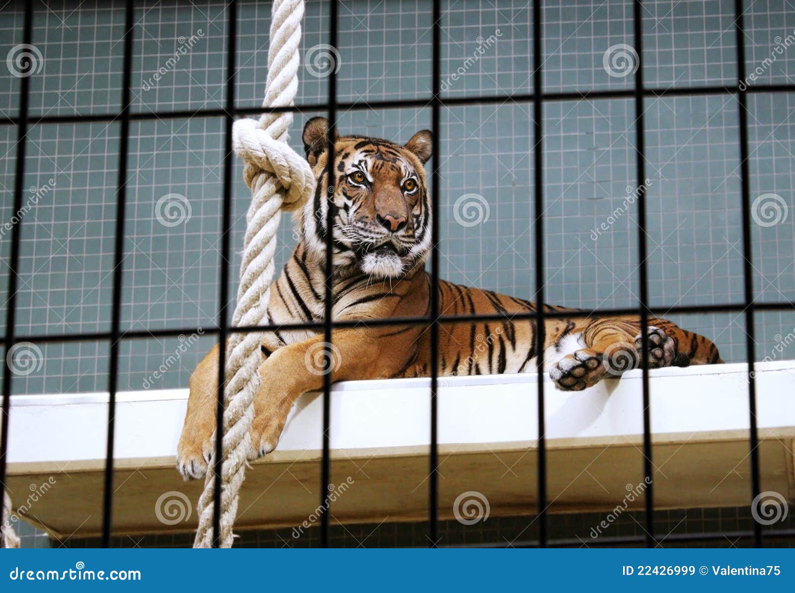 Tiger stock image. Image of head, animal, rope, ropes - 22426999
