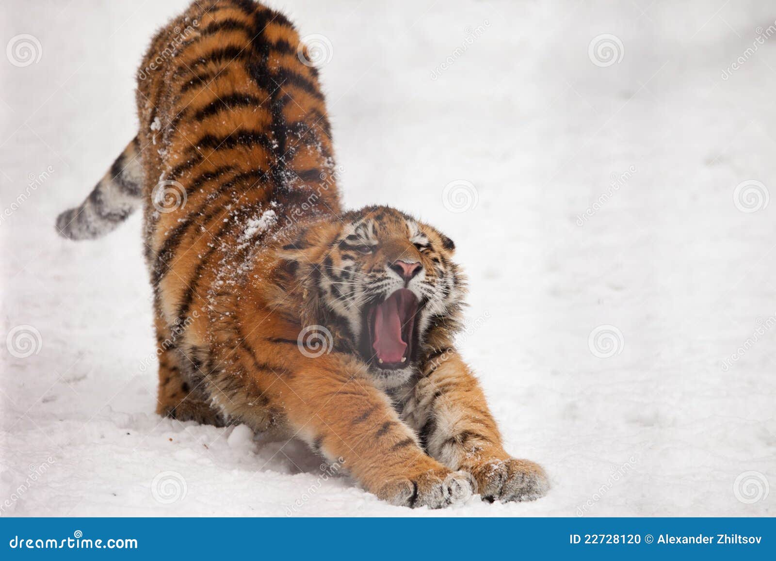 Tiger Stretches Stock Photos - Free & Royalty-Free Stock Photos from ...