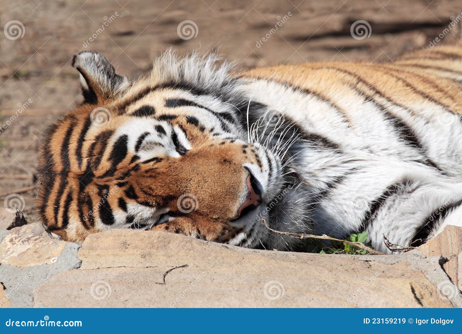 Tiger stock image. Image of sleeping, beast, downy, lying - 23159219
