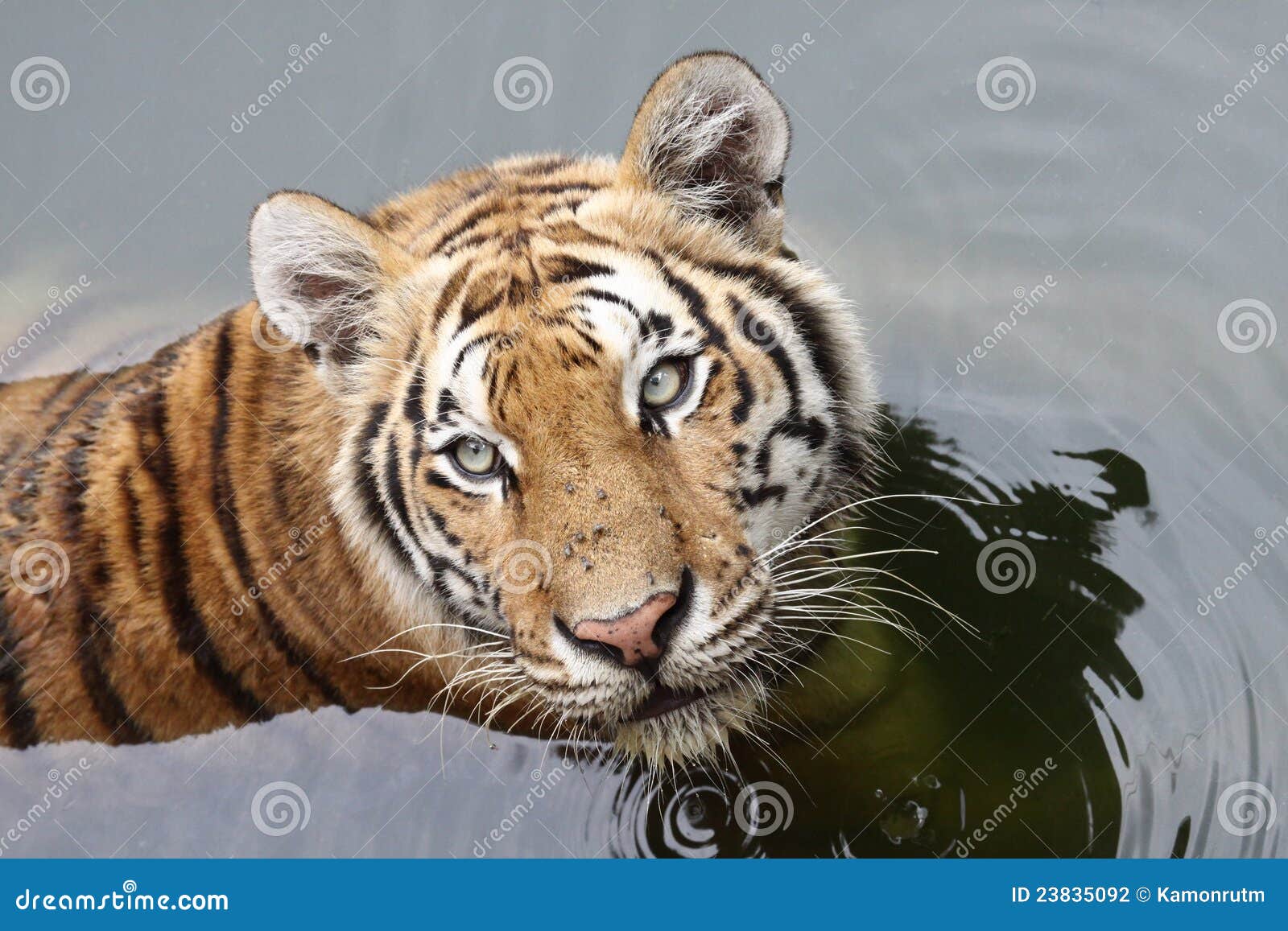 Tiger stock photo. Image of wild, fierce, stripes, portrait - 23835092