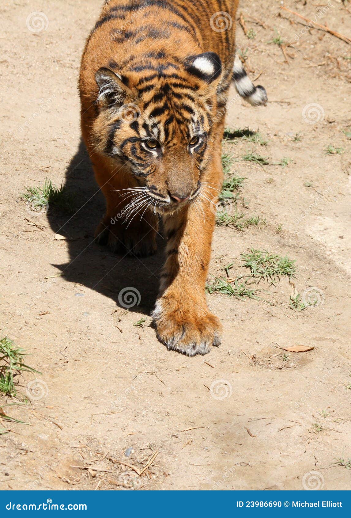 Tiger stock photo. Image of stepping, dirt, furry, stripes - 23986690