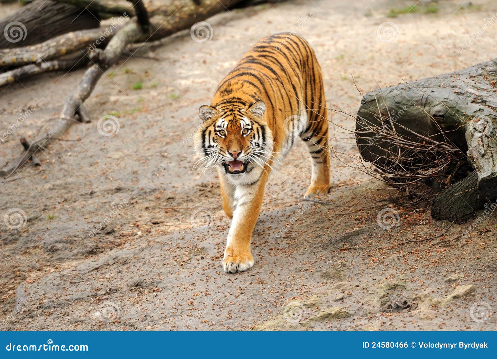 Tiger stock photo. Image of closeup, beast, jungle, aggressive - 24580466