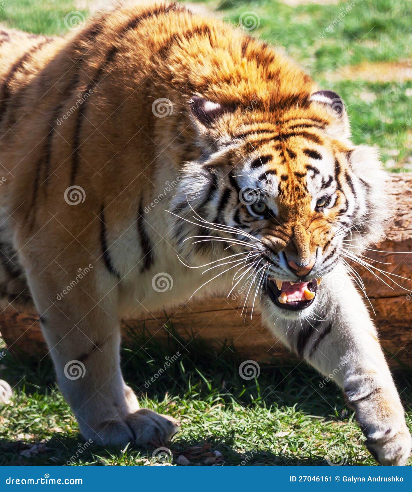 Tiger stock image. Image of furry, wild, beast, tiger - 27046161