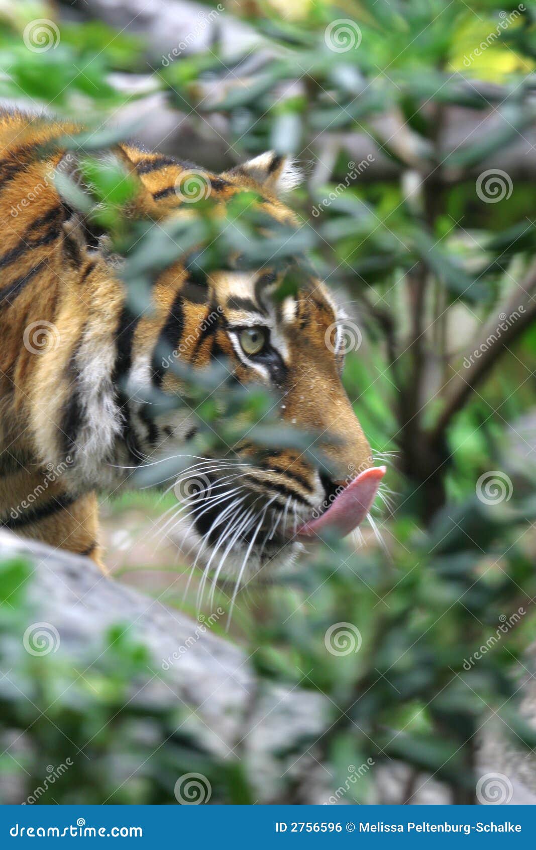 Tiger Hunting Bushes Stock Photos - Free & Royalty-Free Stock Photos ...