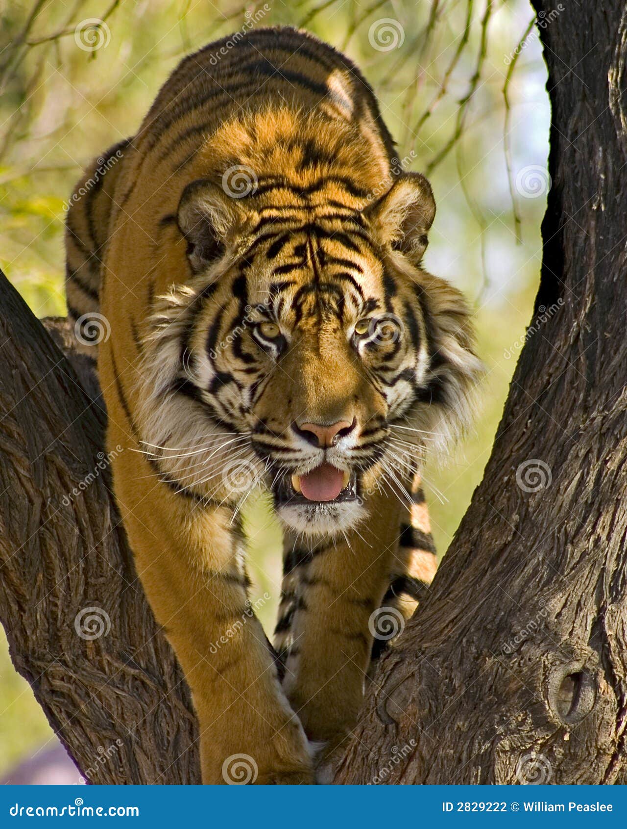 130 Phoenix Tiger Photos - Free & Royalty-Free Stock Photos from Dreamstime