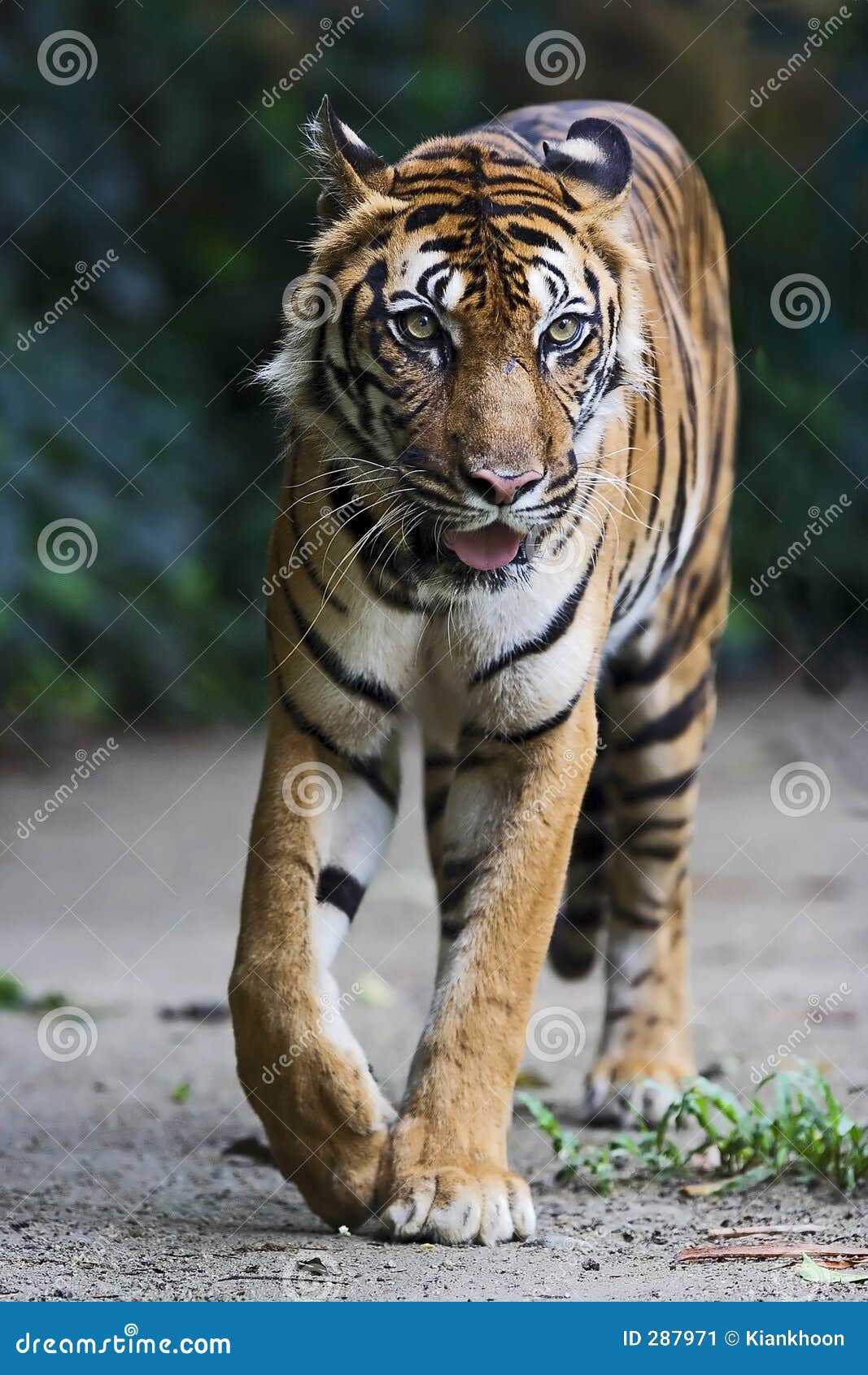 Tiger stock image. Image of staring, wildlife, wild, jungle - 287971