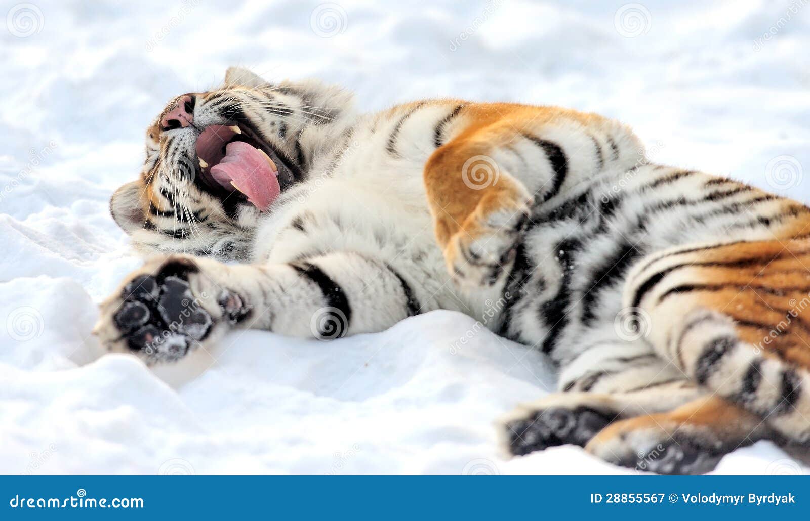Tiger stock image. Image of beast, habitat, mammal, frozen - 28855567