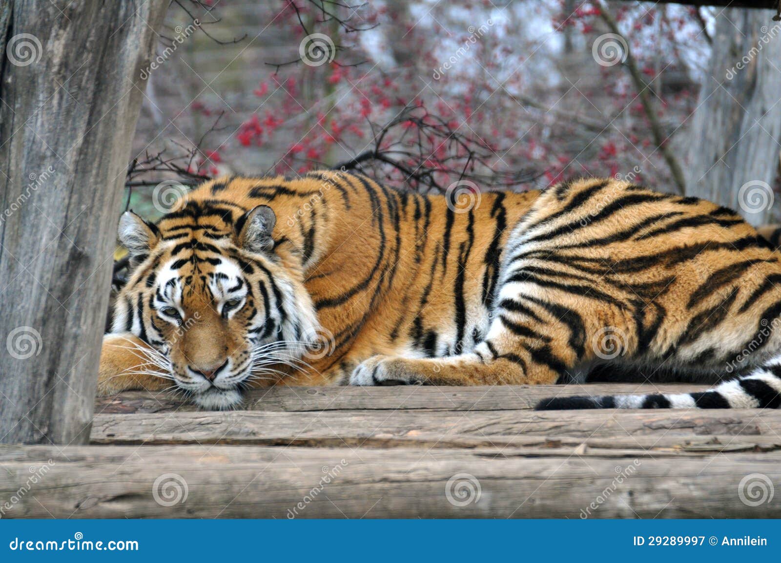 Tiger stock image. Image of front, grass, bloody, hair - 29289997
