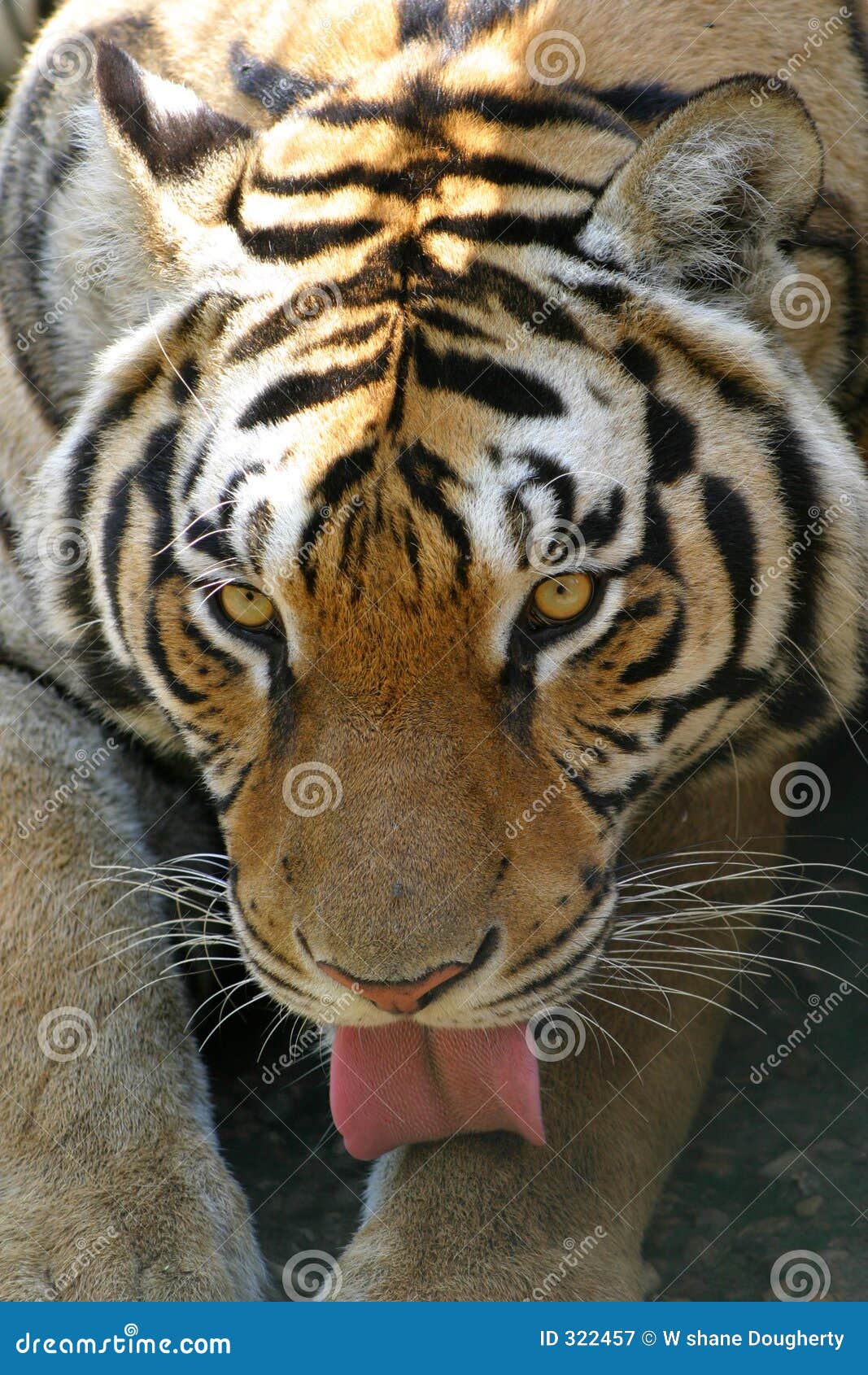 Tiger stock image. Image of exotic, tiger, wild, lick, animal - 322457