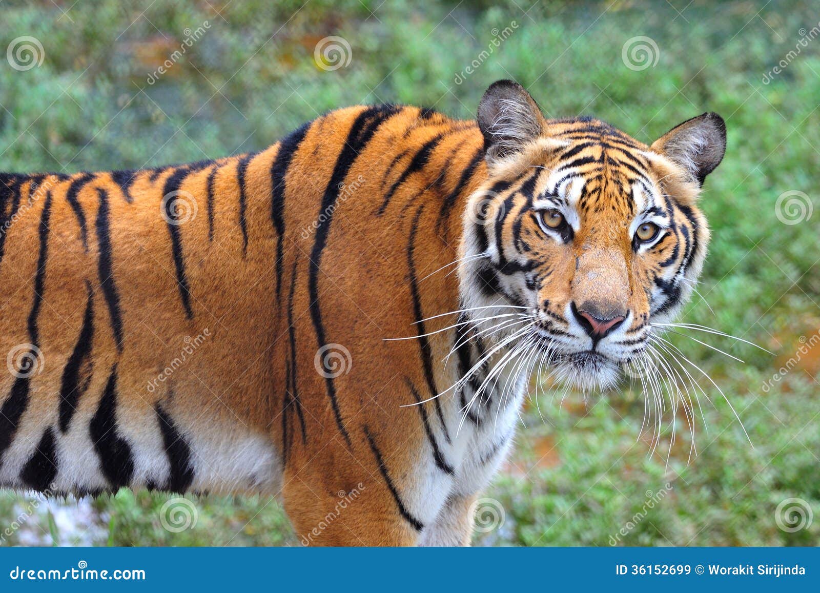 Tiger stockbild. Bild von sorte, säugetier, gestreift - 36152699