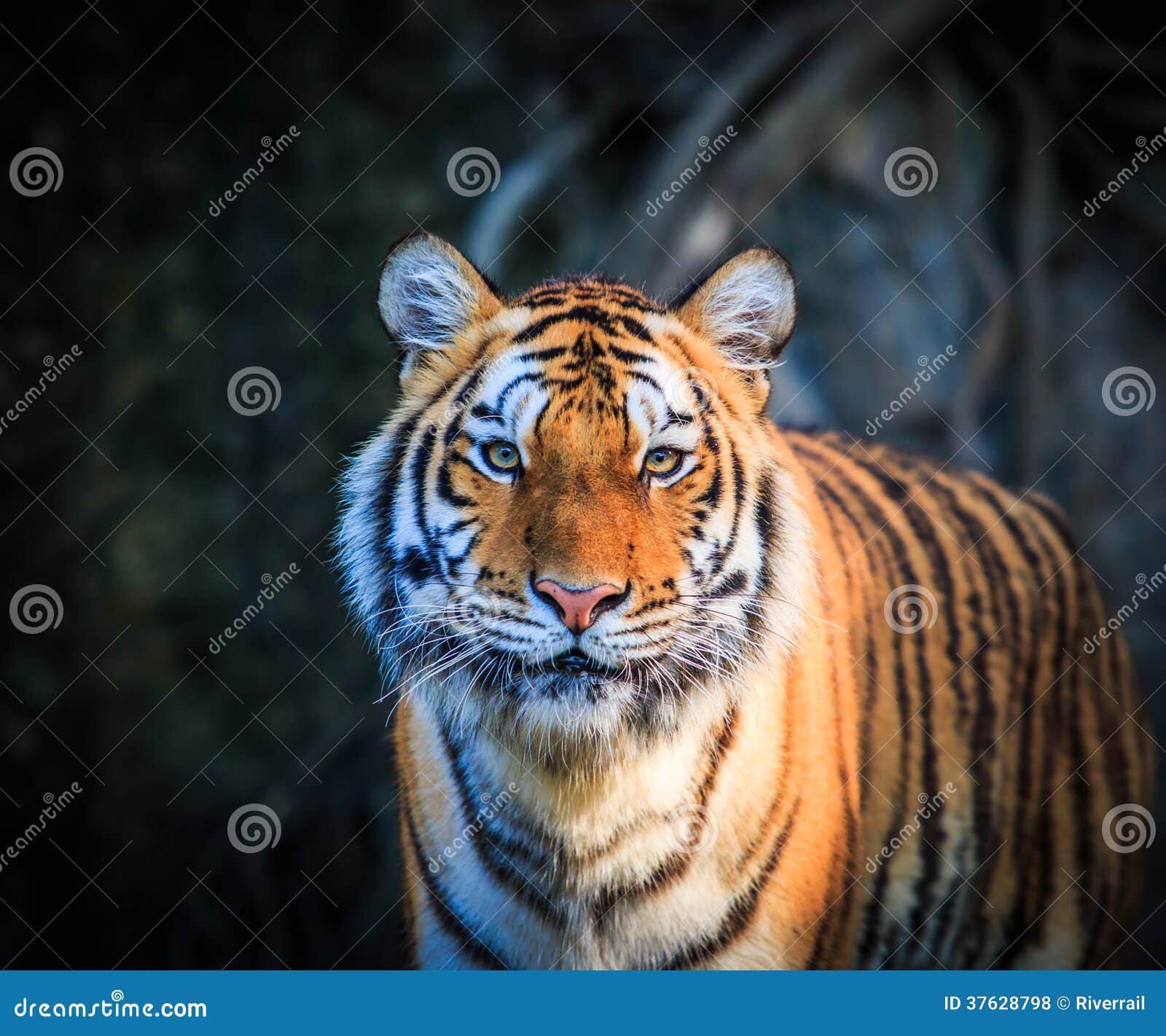 Tiger stock photo. Image of mammal, hunter, color, expression - 37628798