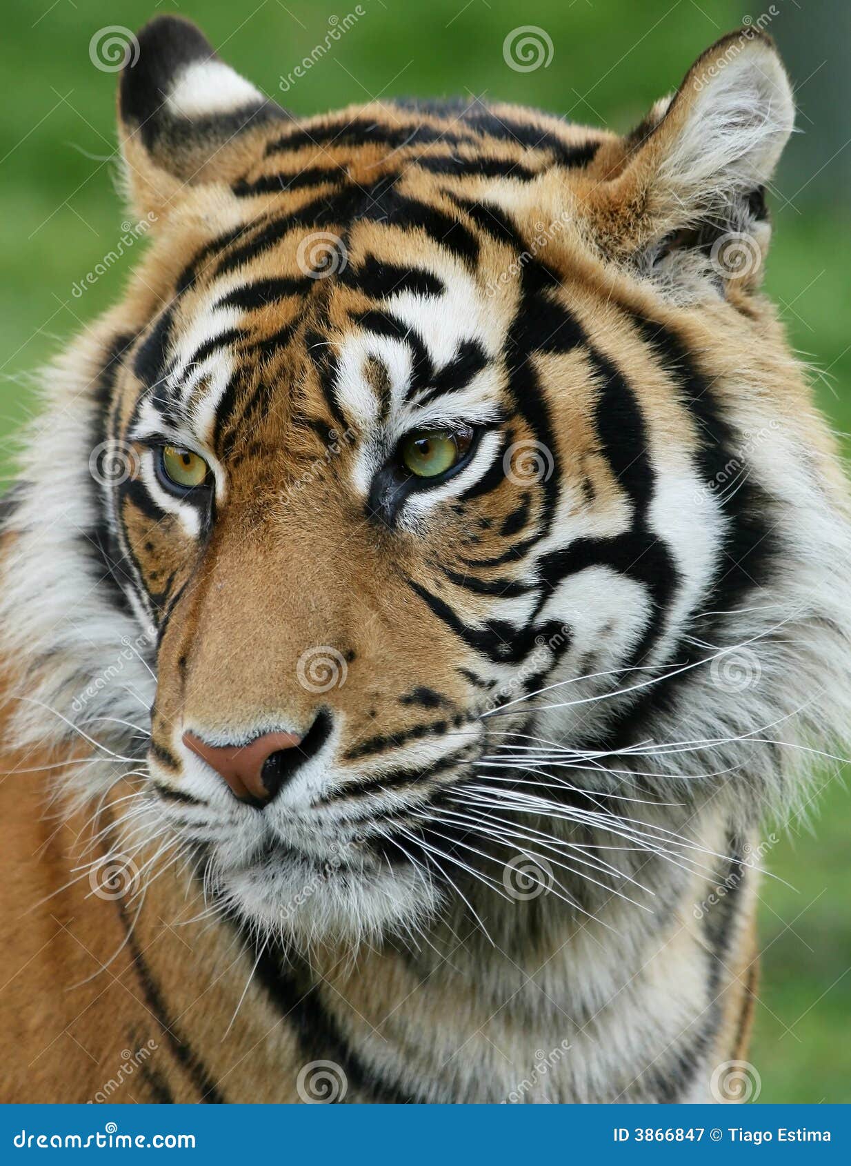 Tiger stock image. Image of wild, look, carnivore, hair - 3866847