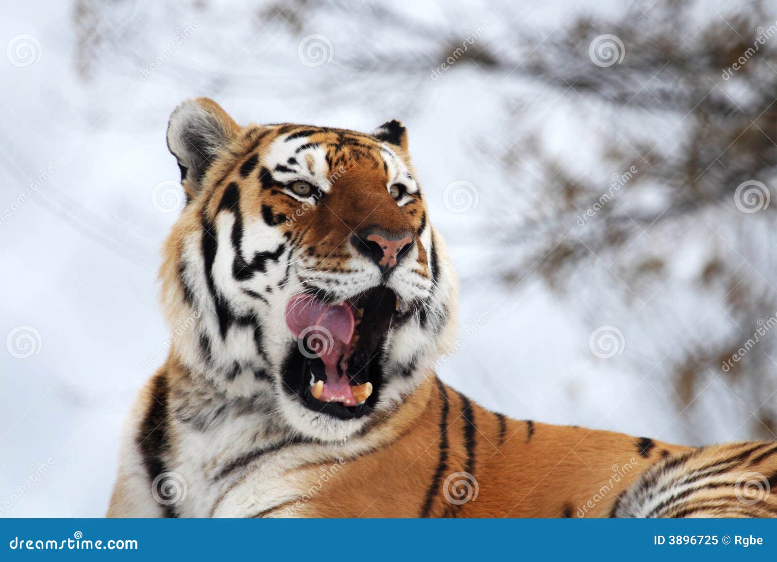 Tiger stock image. Image of wildlife, contented, animal - 3896725