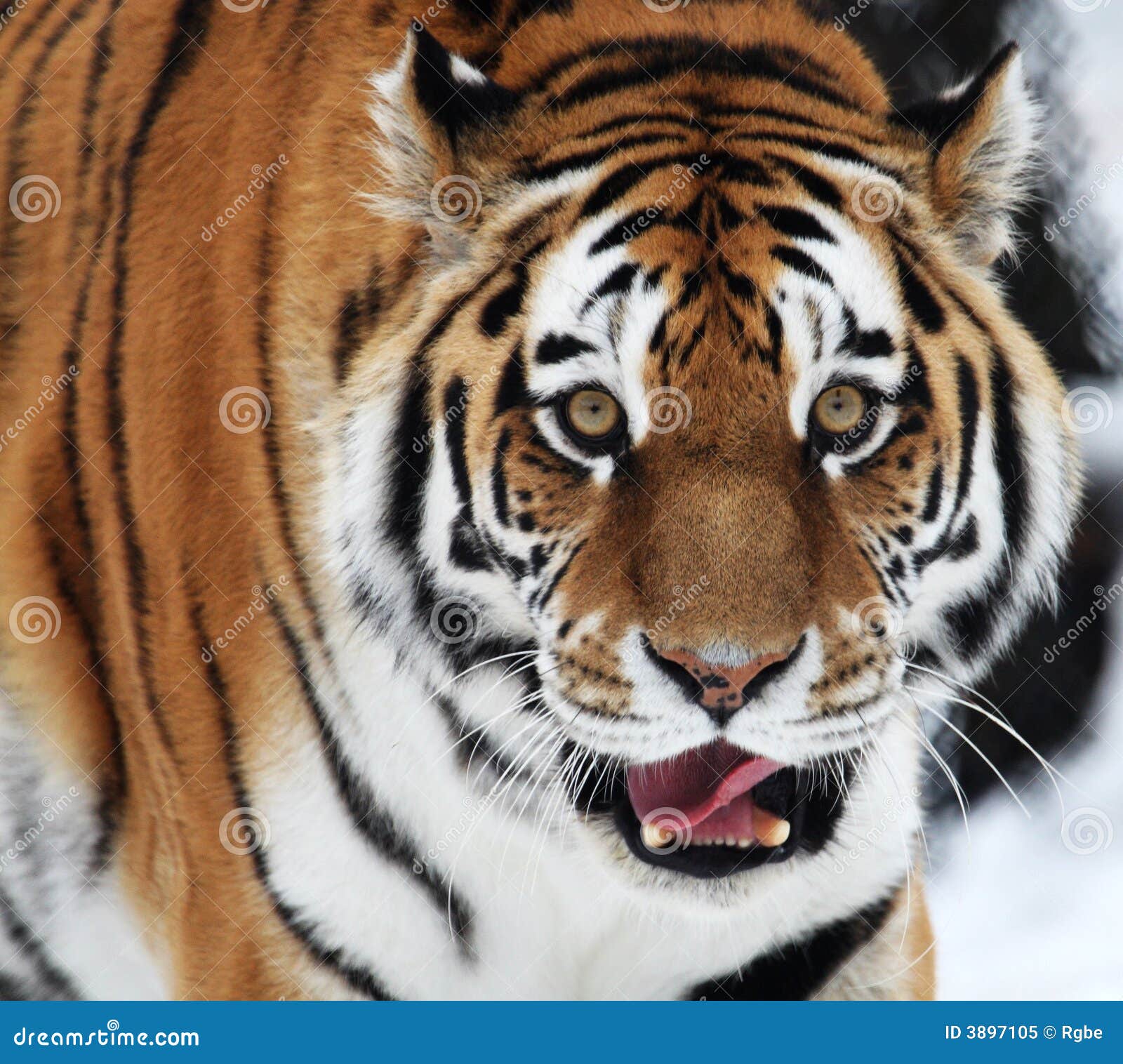 Tiger stock image. Image of snout, animal, satisfied, whiskers - 3897105