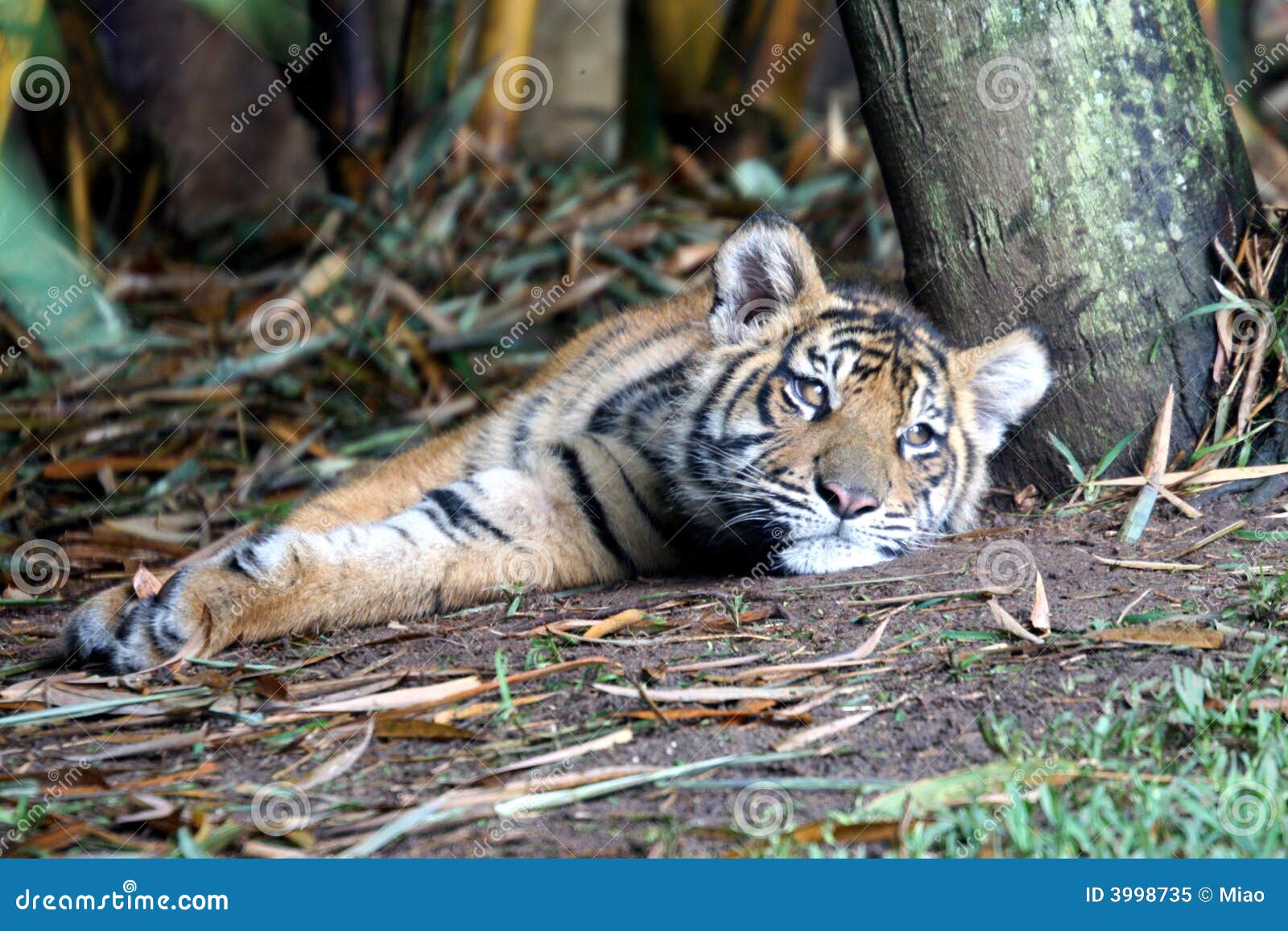 Tiger stock image. Image of babies, wild, lying, tree - 3998735