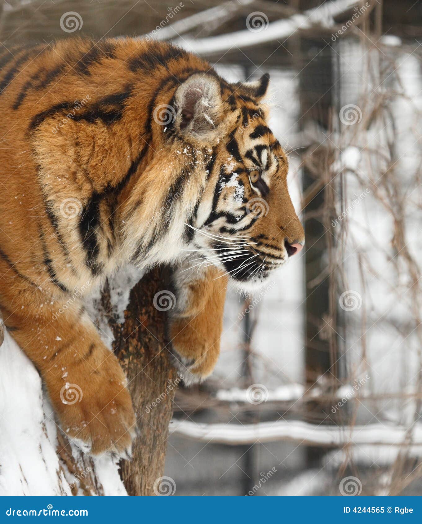 752 Tiger Climb Stock Photos - Free & Royalty-Free Stock Photos from ...