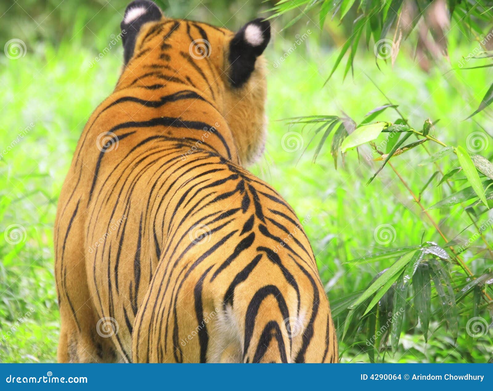 Tiger Royalty-Free Stock Image | CartoonDealer.com #4290064