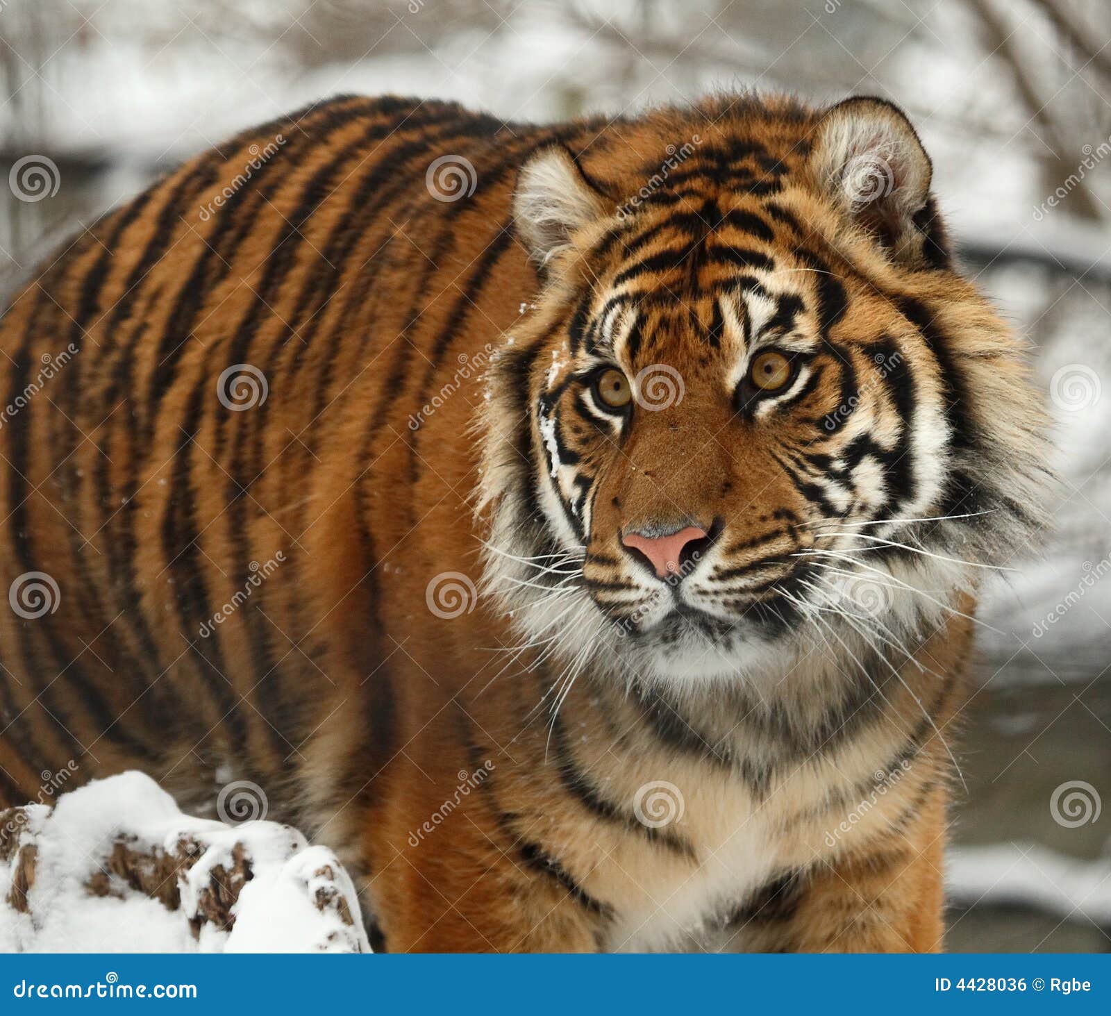 Thinking Tiger Stock Photo | CartoonDealer.com #27807792