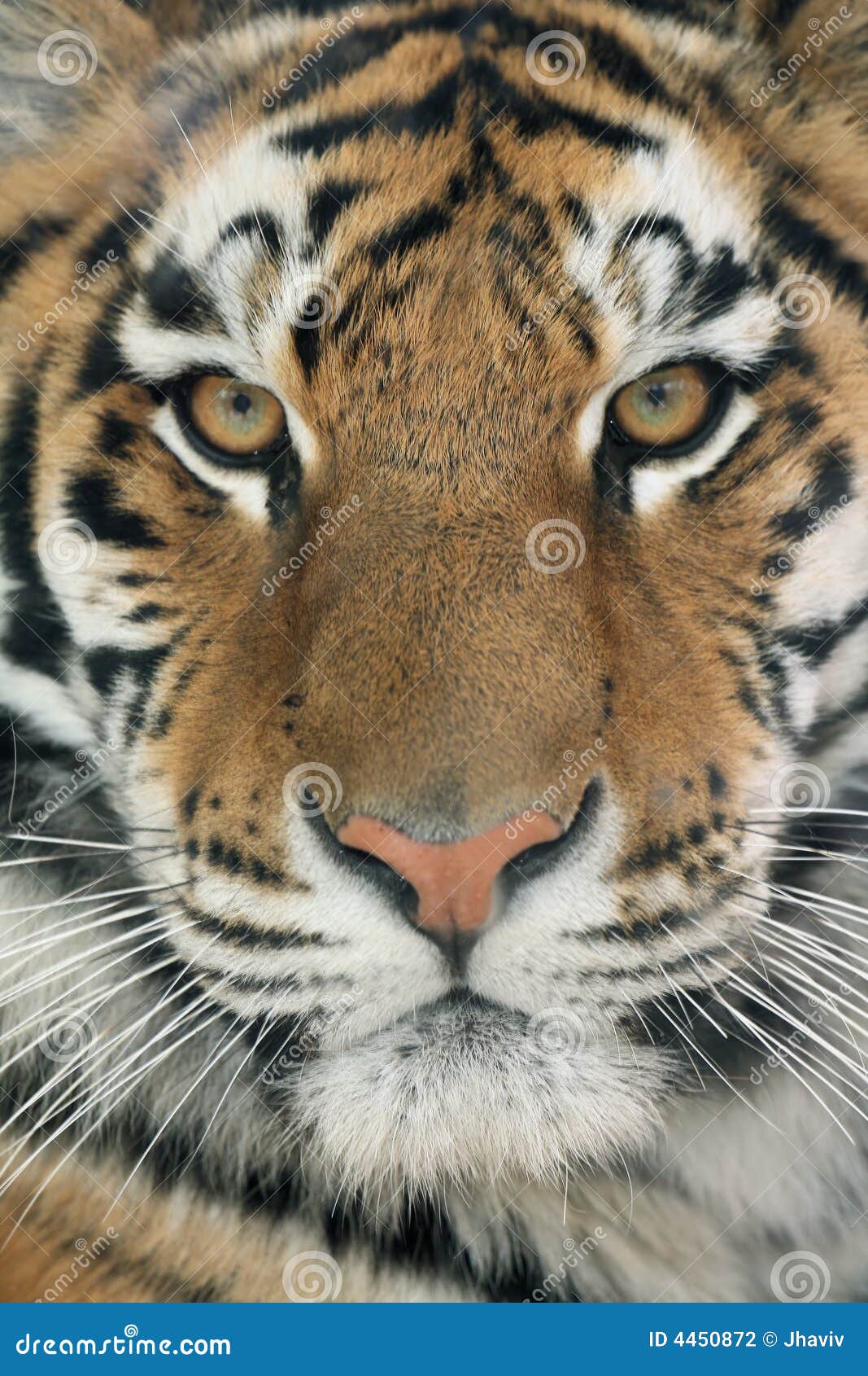 Tiger stock photo. Image of outdoor, jungle, outside, color - 4450872