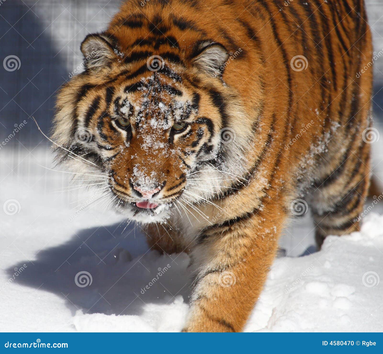 Tiger stock photo. Image of snow, animal, face, nature - 4580470