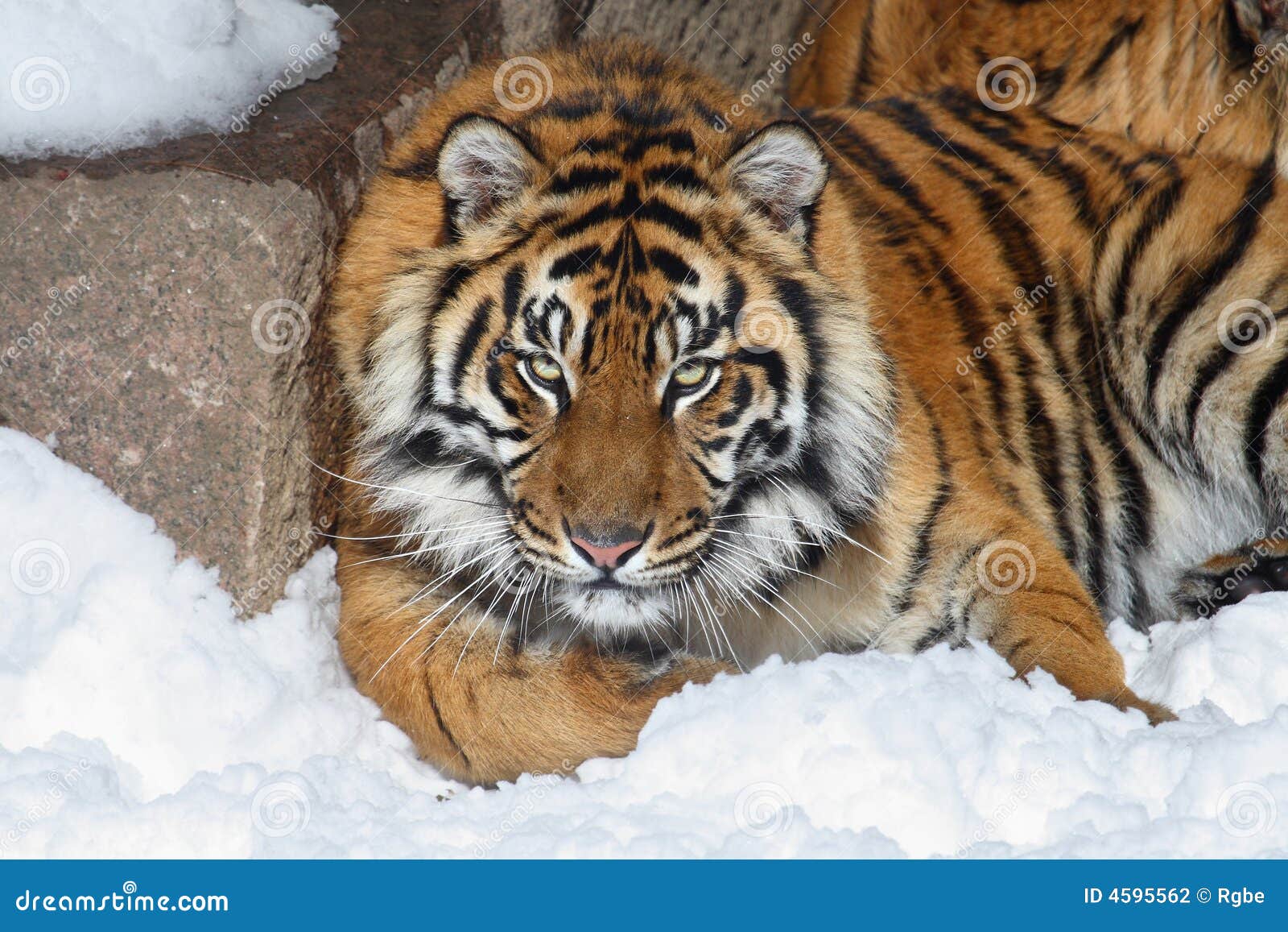 Tiger stock photo. Image of tiger, winter, licking, staring - 4595562