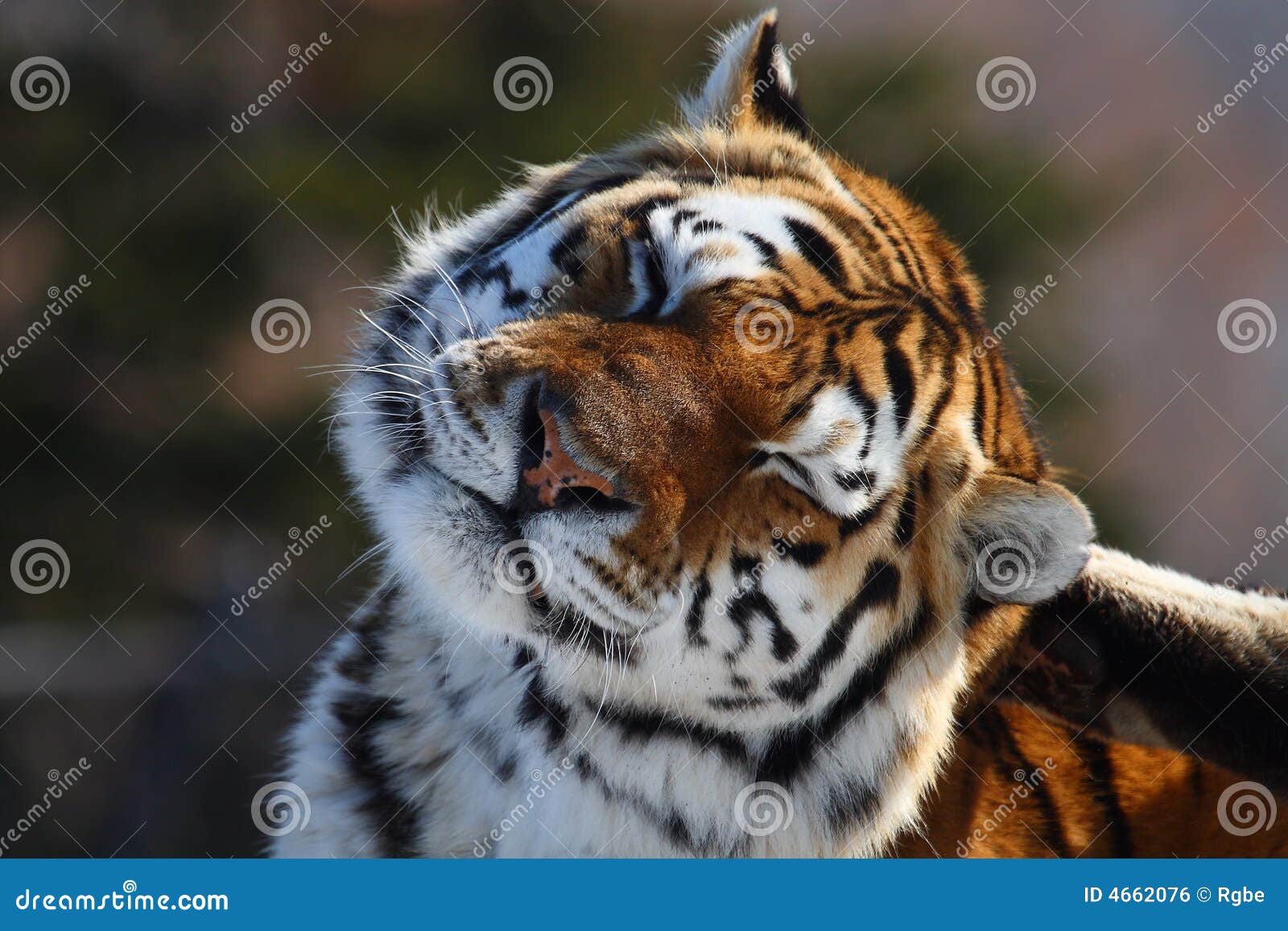 Tiger stock photo. Image of shaking, animal, waiting, hunter - 4662076