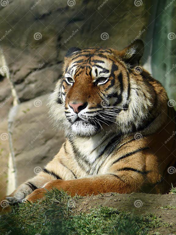Tiger stock image. Image of nature, animal, predator, stare - 4694465