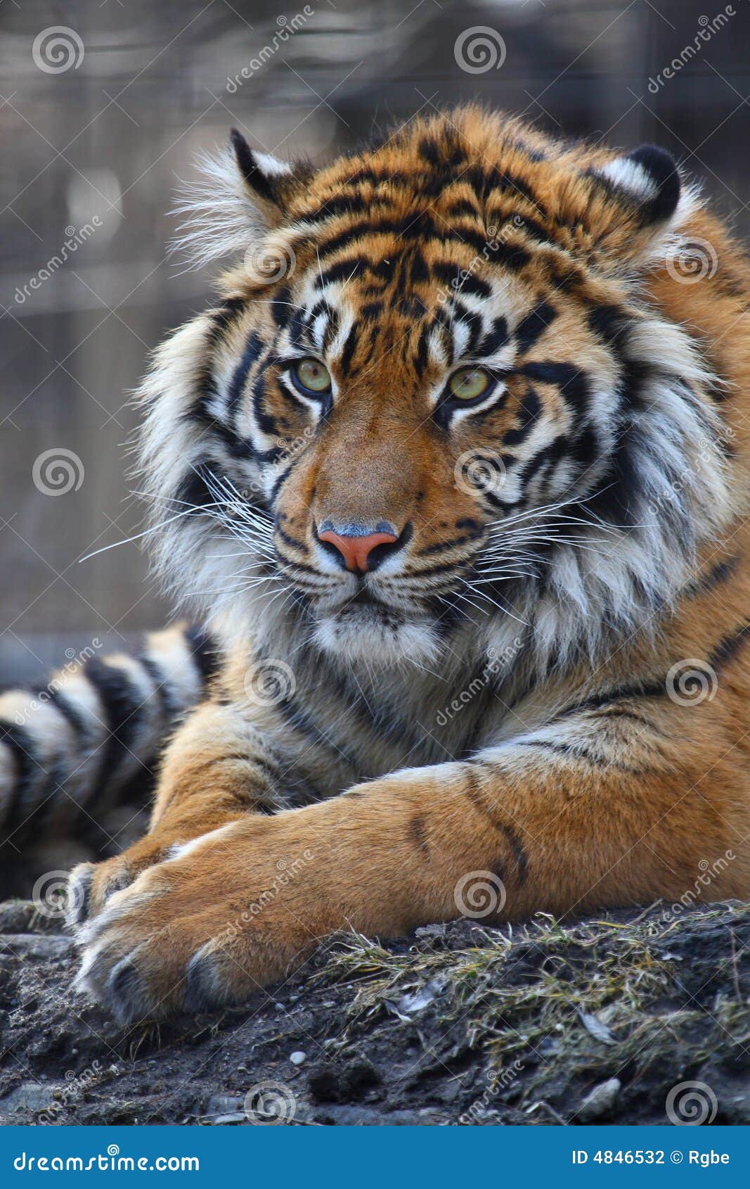 Tiger stock photo. Image of alone, reat, brushy, animal - 4846532