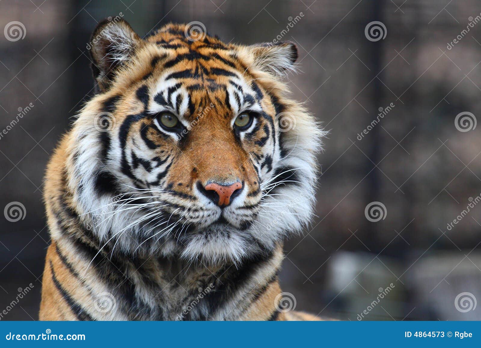 Tiger stock image. Image of nature, look, male, tiger - 4864573