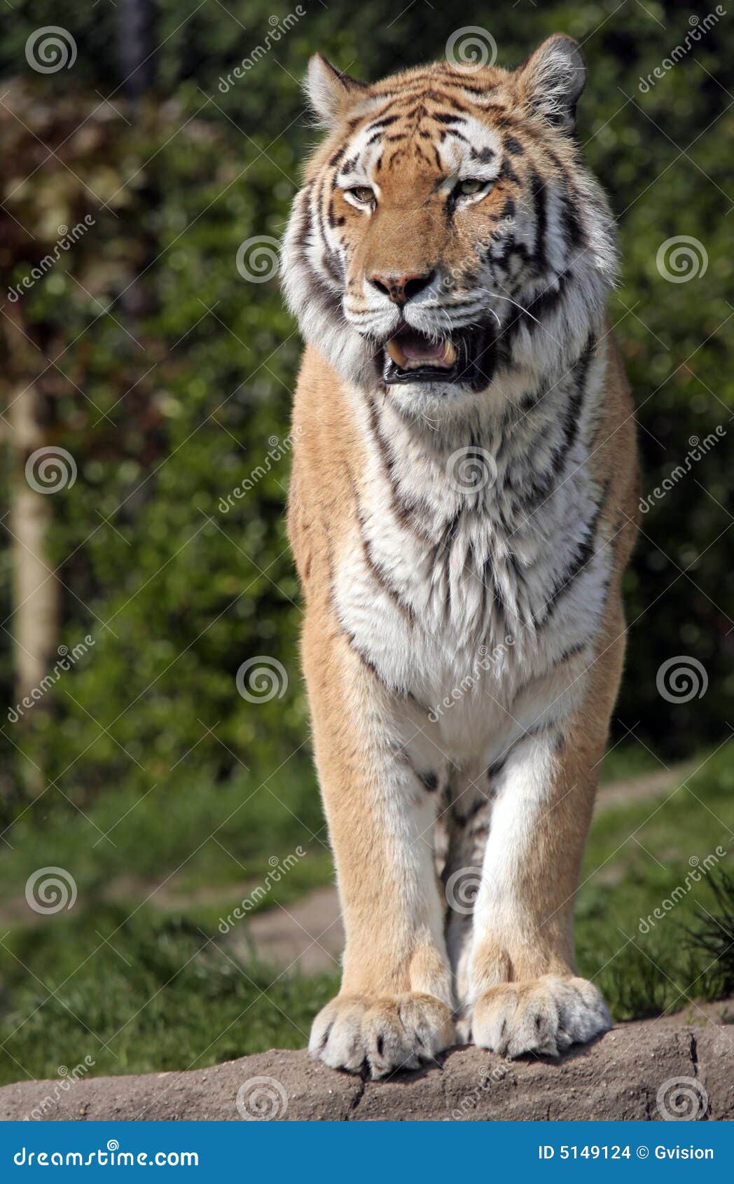Tiger stock photo. Image of zoology, predator, beautiful - 5149124