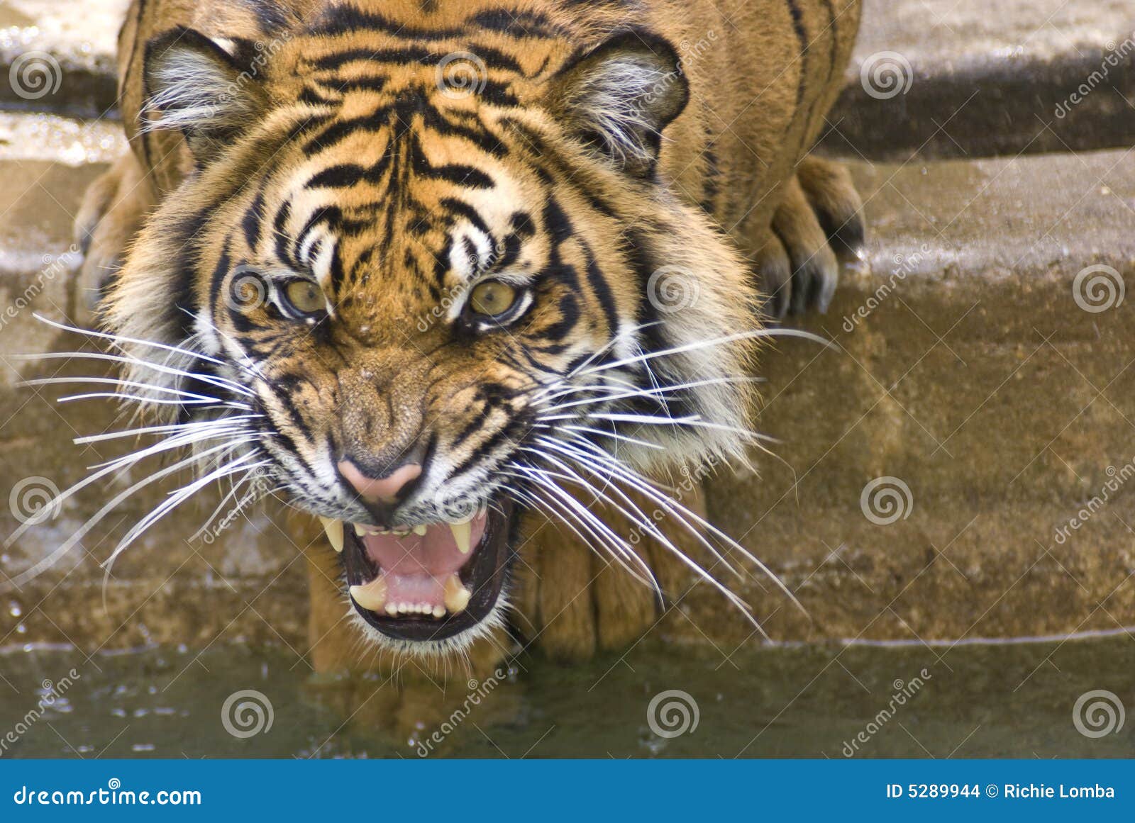Tiger stock photo. Image of wall, wildlife, sumatran, frustrated - 5289944