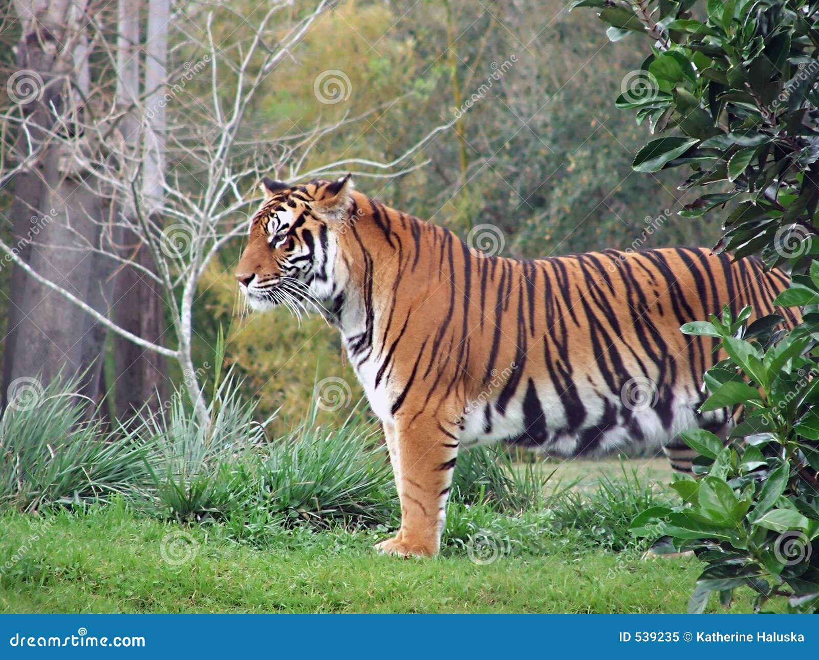 Tiger stock image. Image of feline, tiger, nature, black - 539235