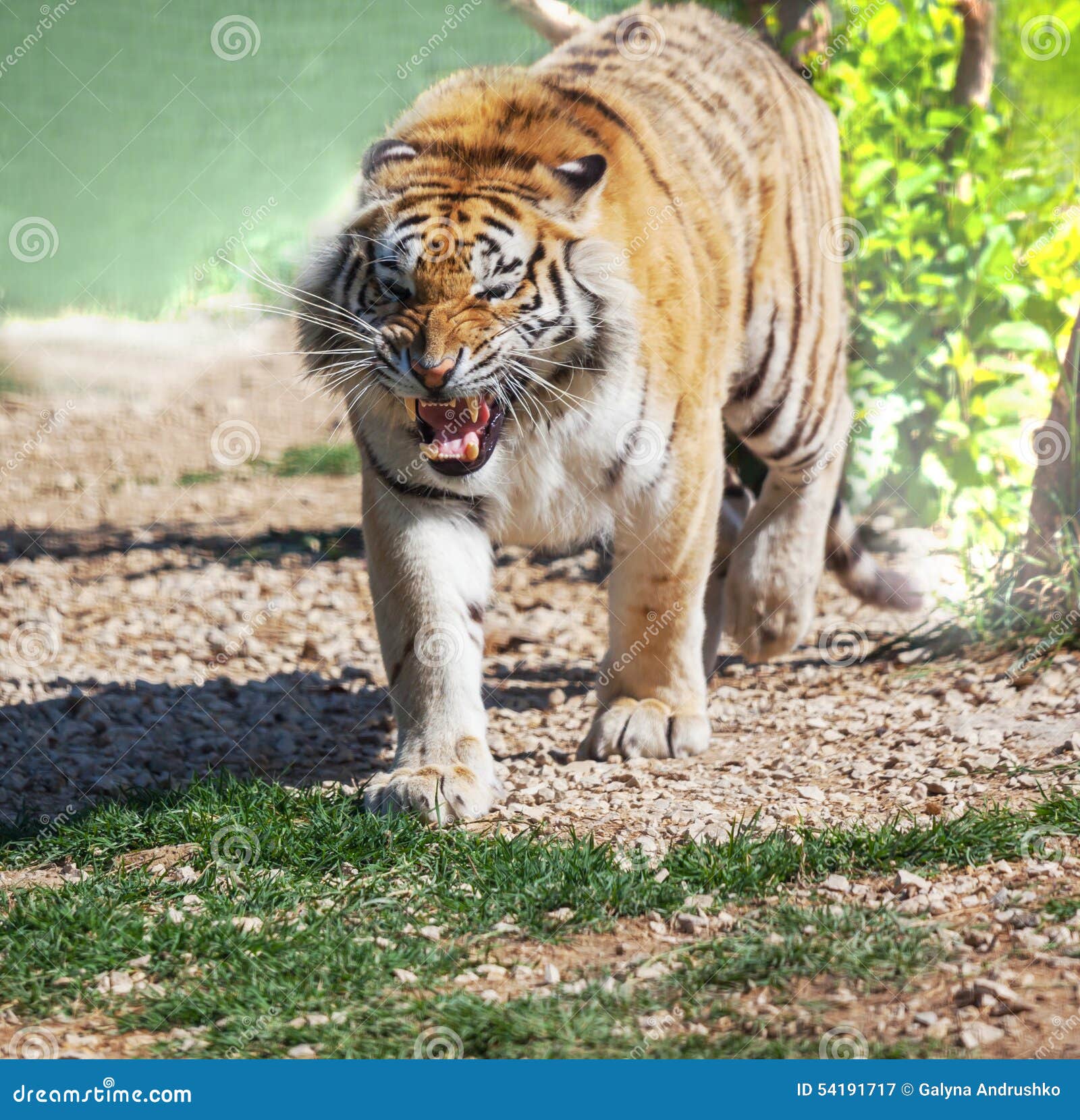 Tiger stock image. Image of feline, beast, mammal, striped - 54191717